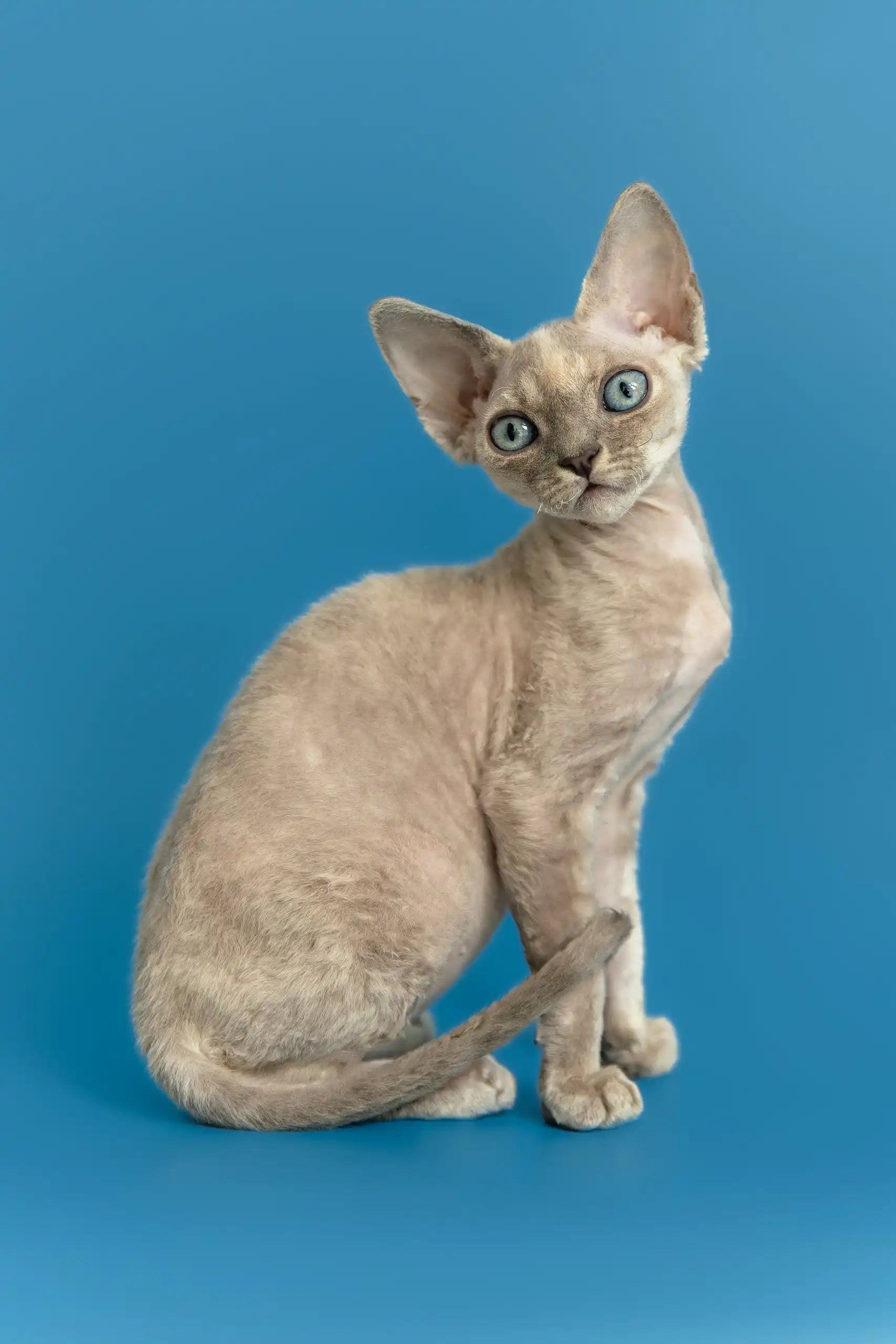 Meet Silena: The Sweet and Playful Devon Rex Kitten!