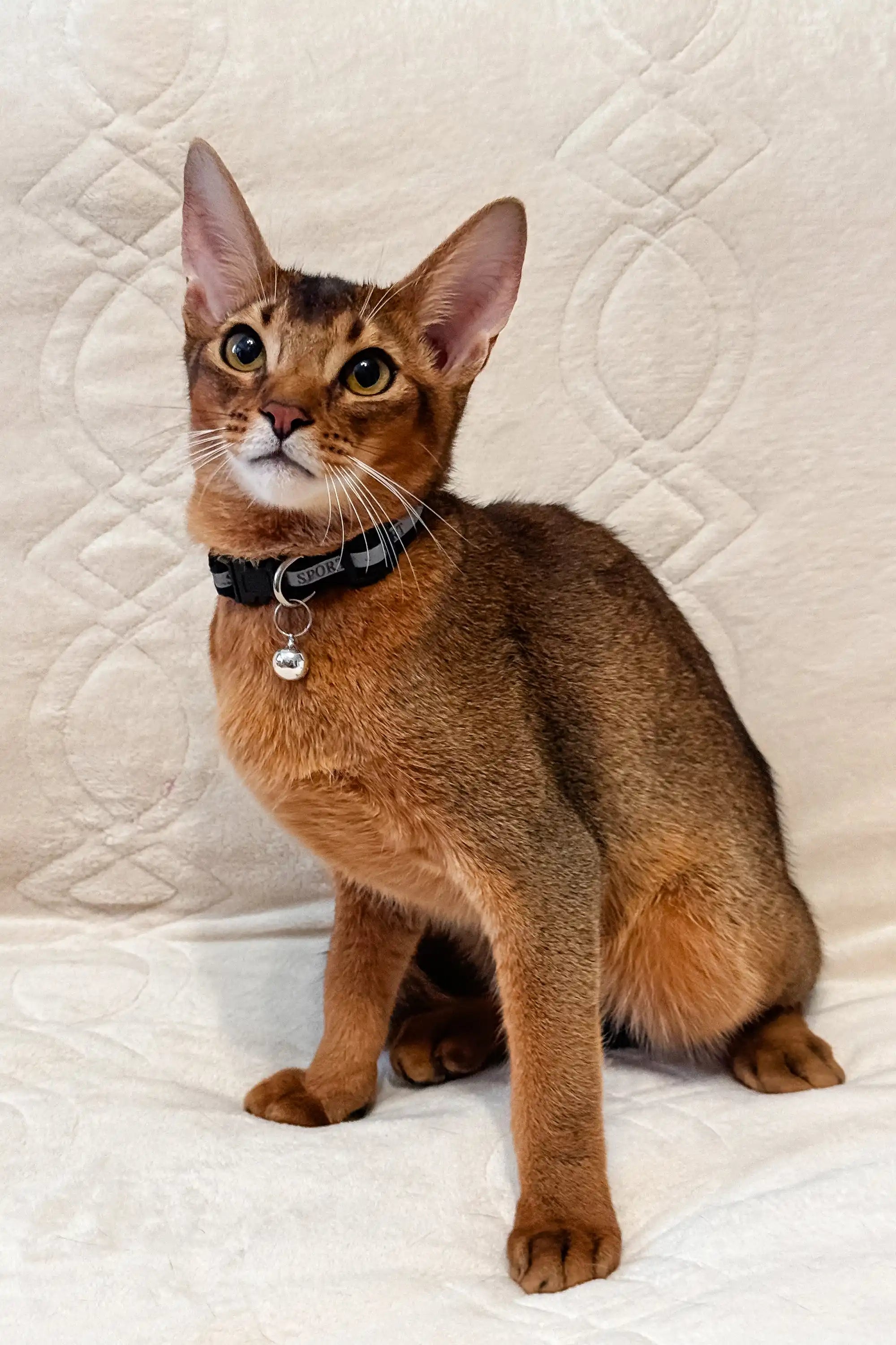Simba Abyssinian Kitten with Stunning Ruddy Coat