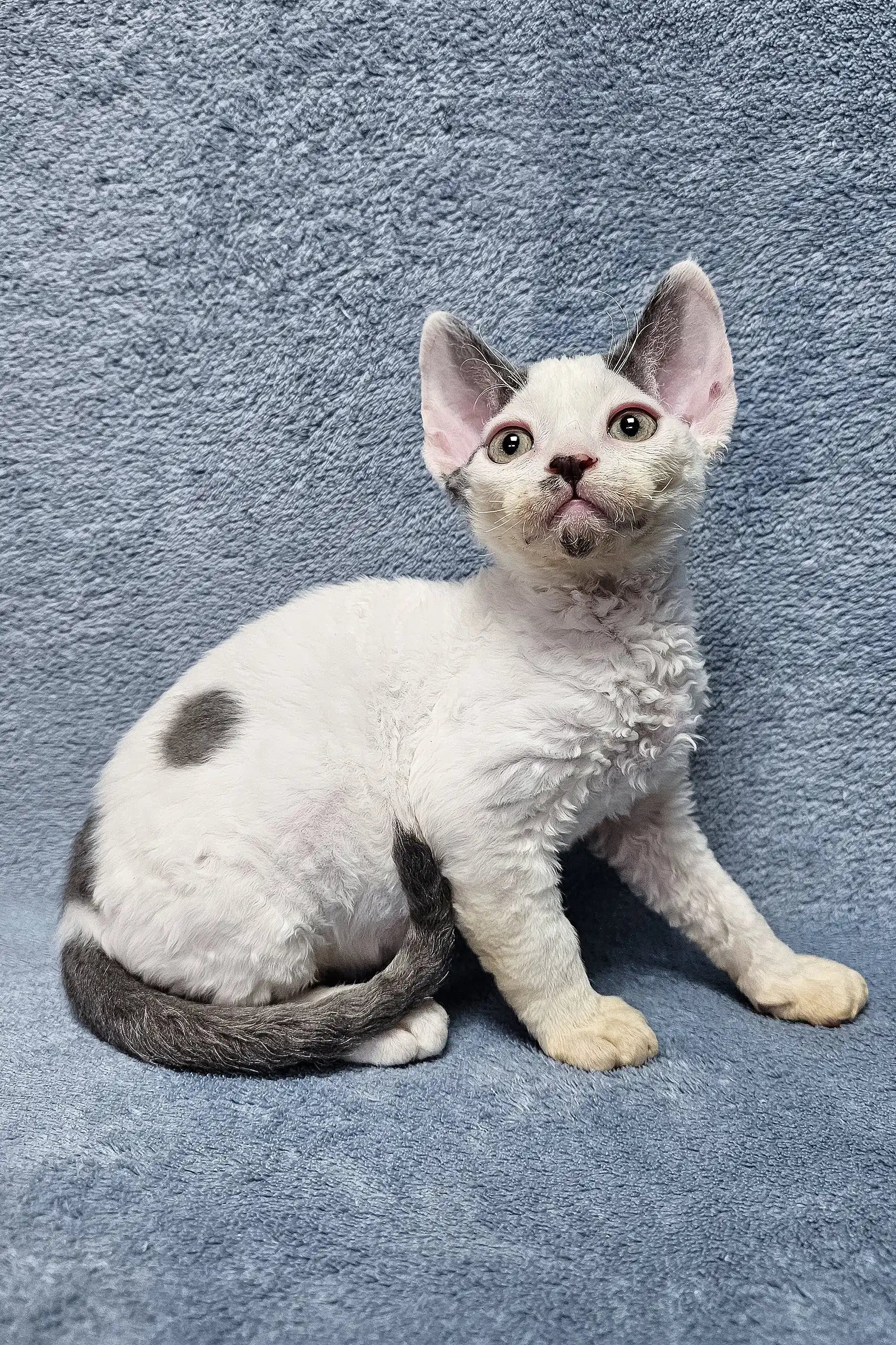 Simon the Adorable Devon Rex Kitten Awaits You