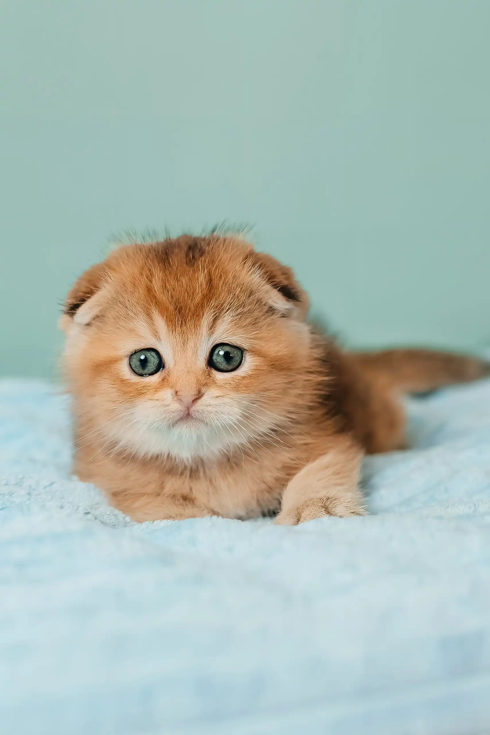 Adopt Simona, the Adorable Scottish Fold Kitten