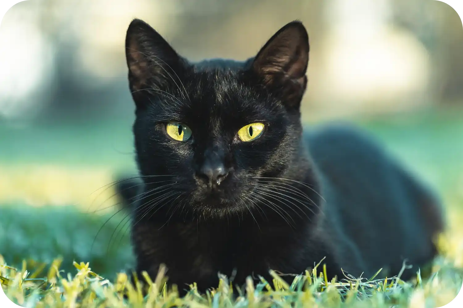 Ultimate Guide to Bombay Cats: Care, History, and Personality Insights