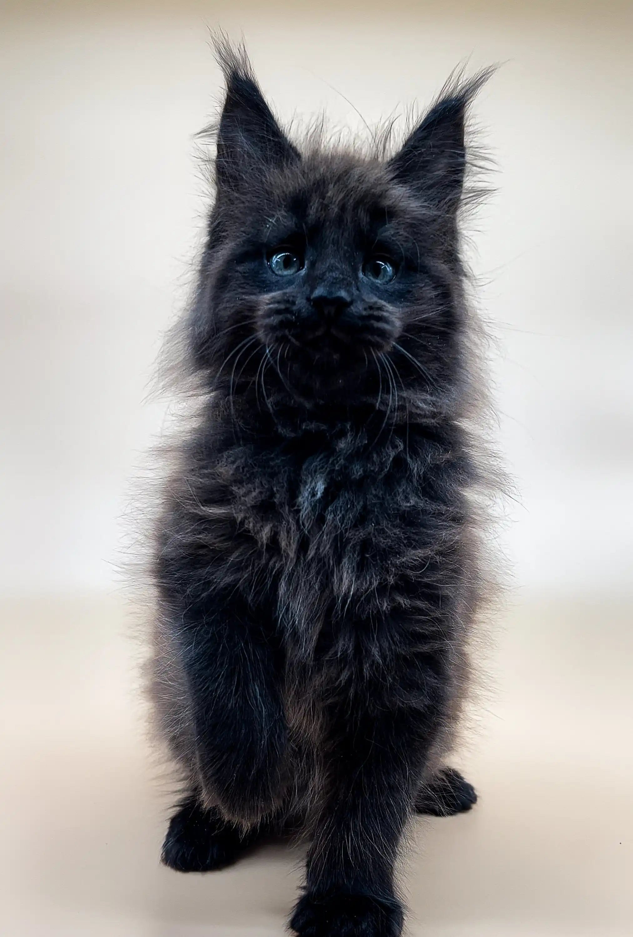 Meet Smile: Adorable Black Maine Coon Kitten