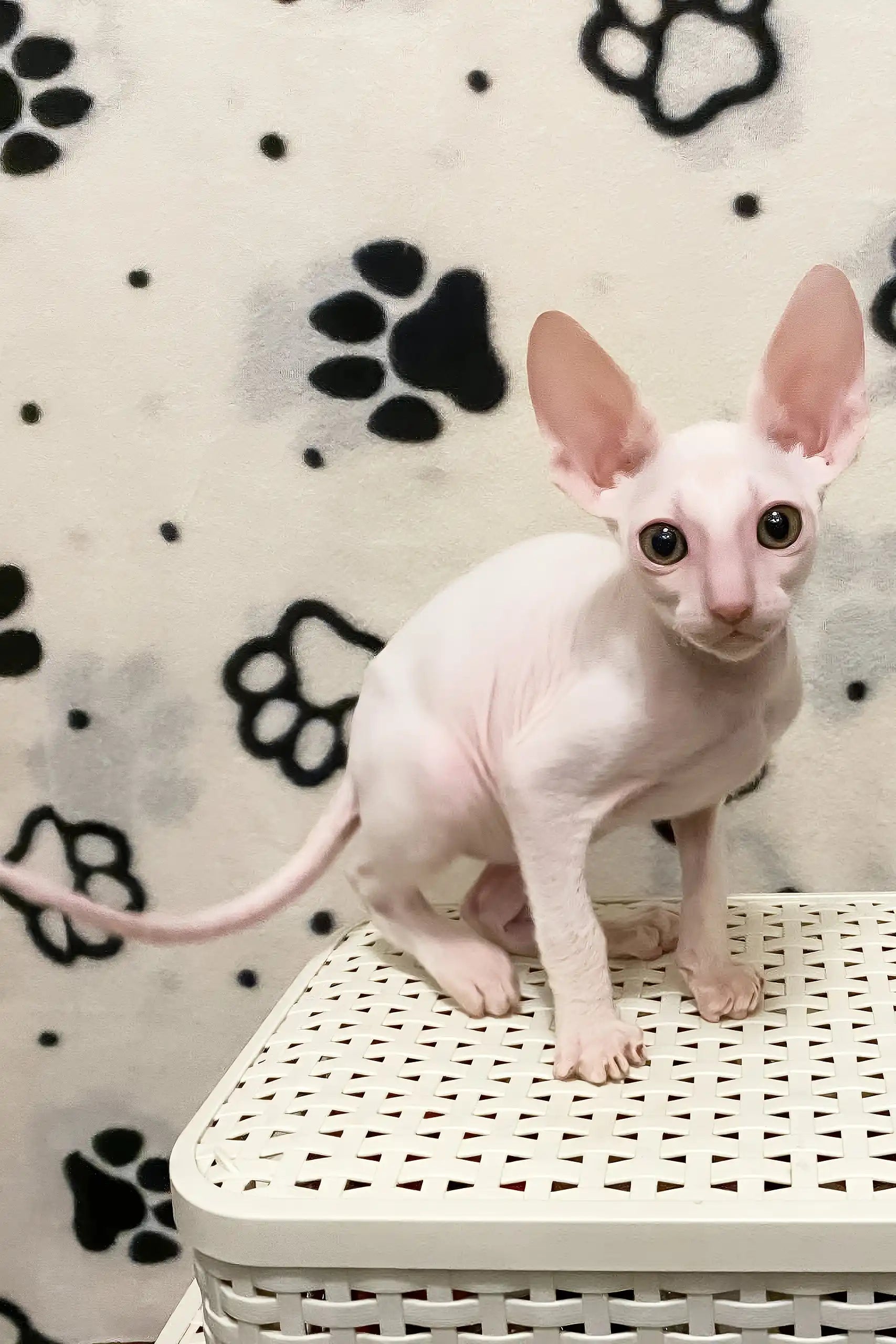 Solomon Cornish Rex Kitten Lovable Hairless Companion