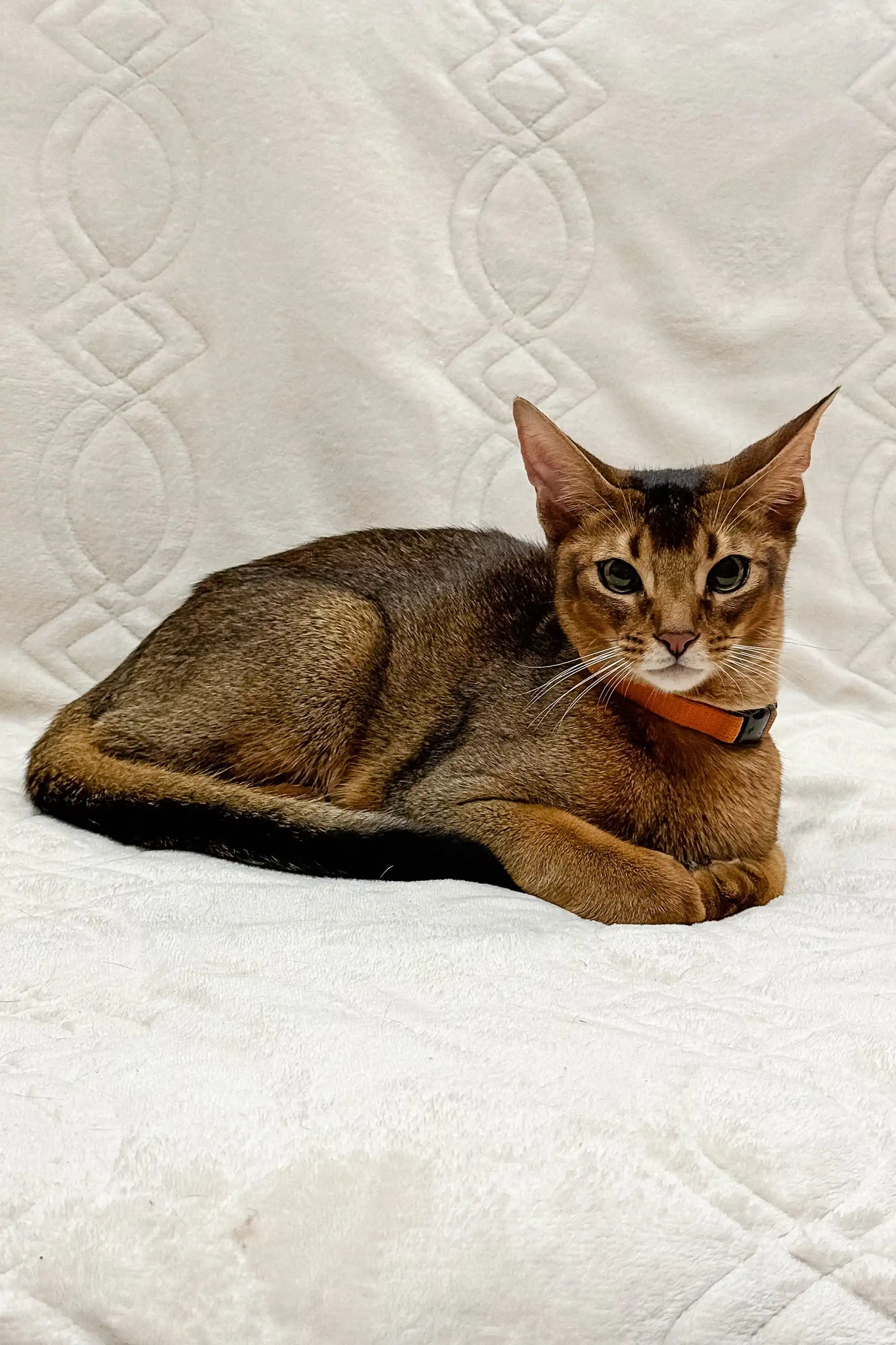 Spike the Abyssinian Kitten with Amber Eyes
