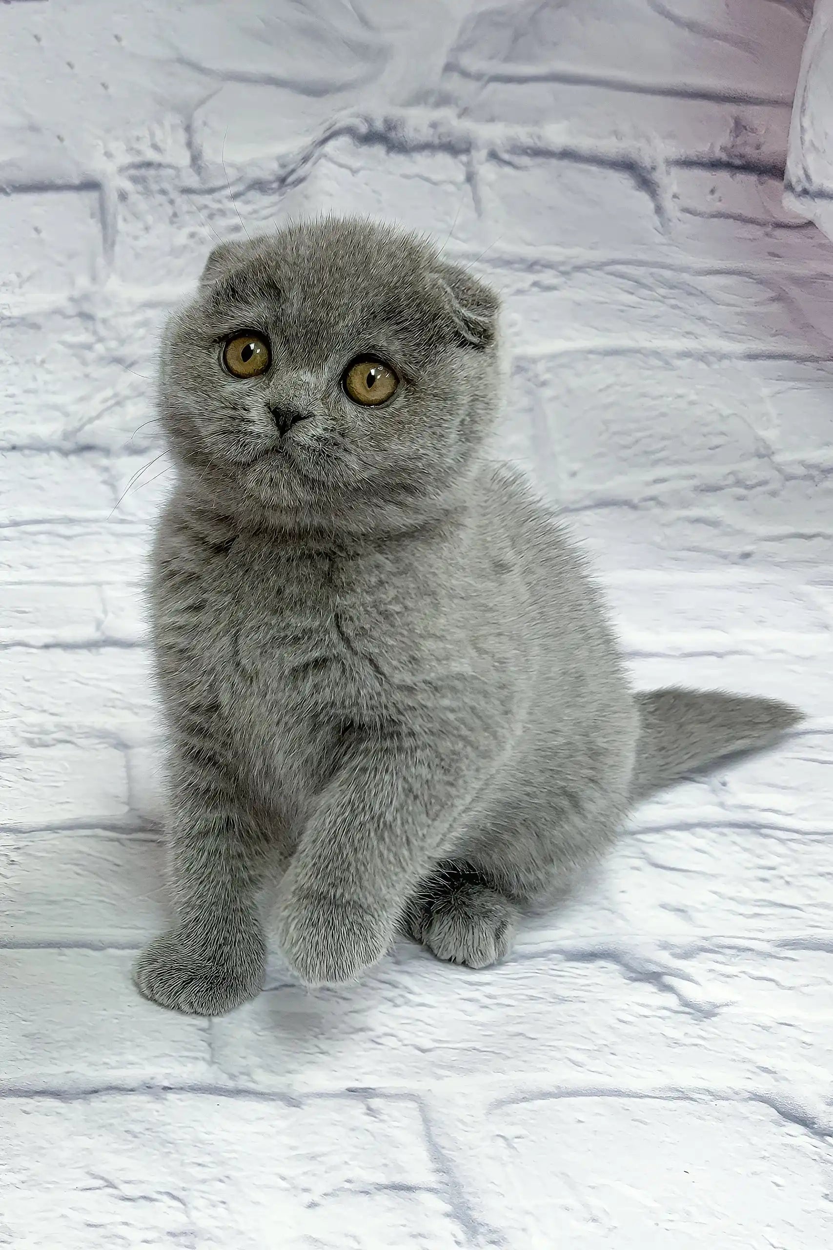 Meet Stephan: The Adorable, Playful Blue Scottish Fold Kitten!