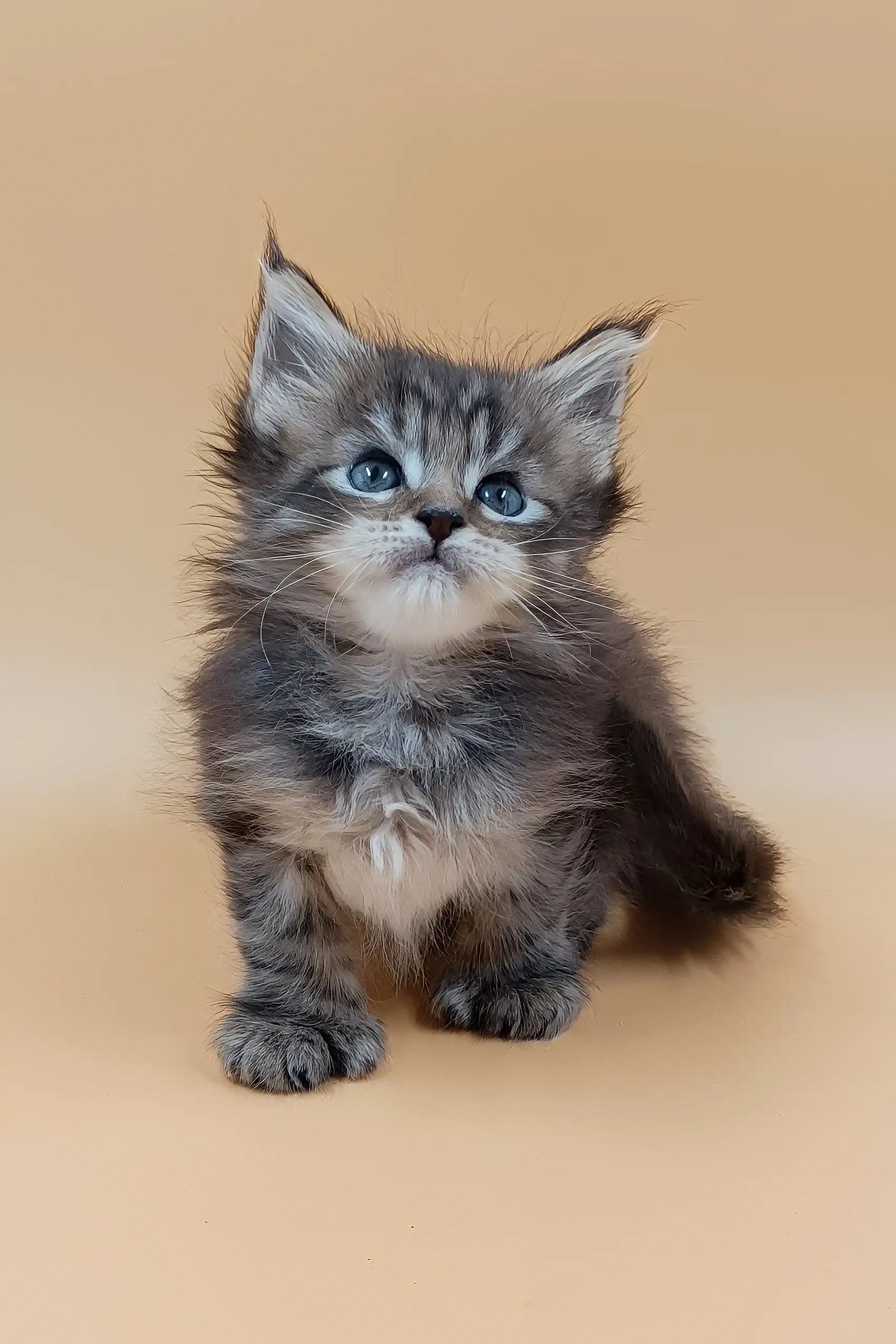 Stephanie the cuddly polydactyl Maine Coon kitten