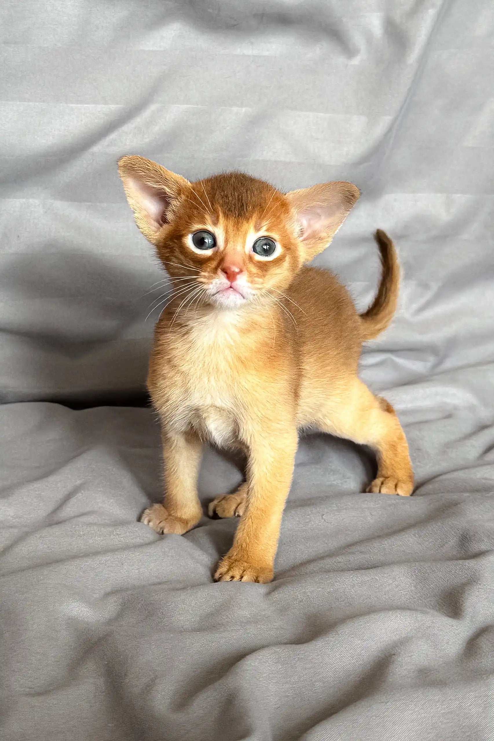 Sterling Abyssinian Kitten: Mesmerizing Sorrel Coat