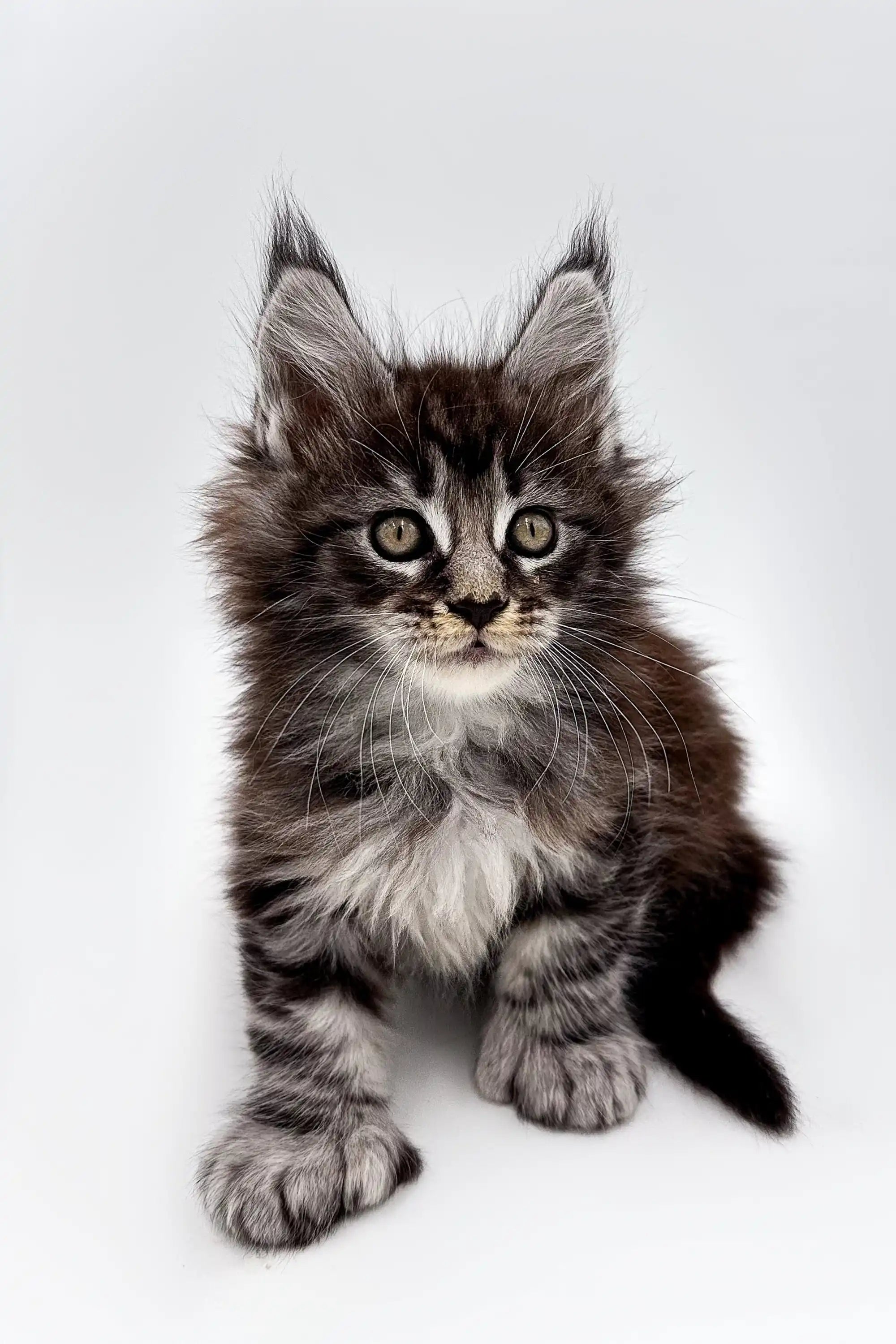 Meet Steve Polydactyl Maine Coon Kitten