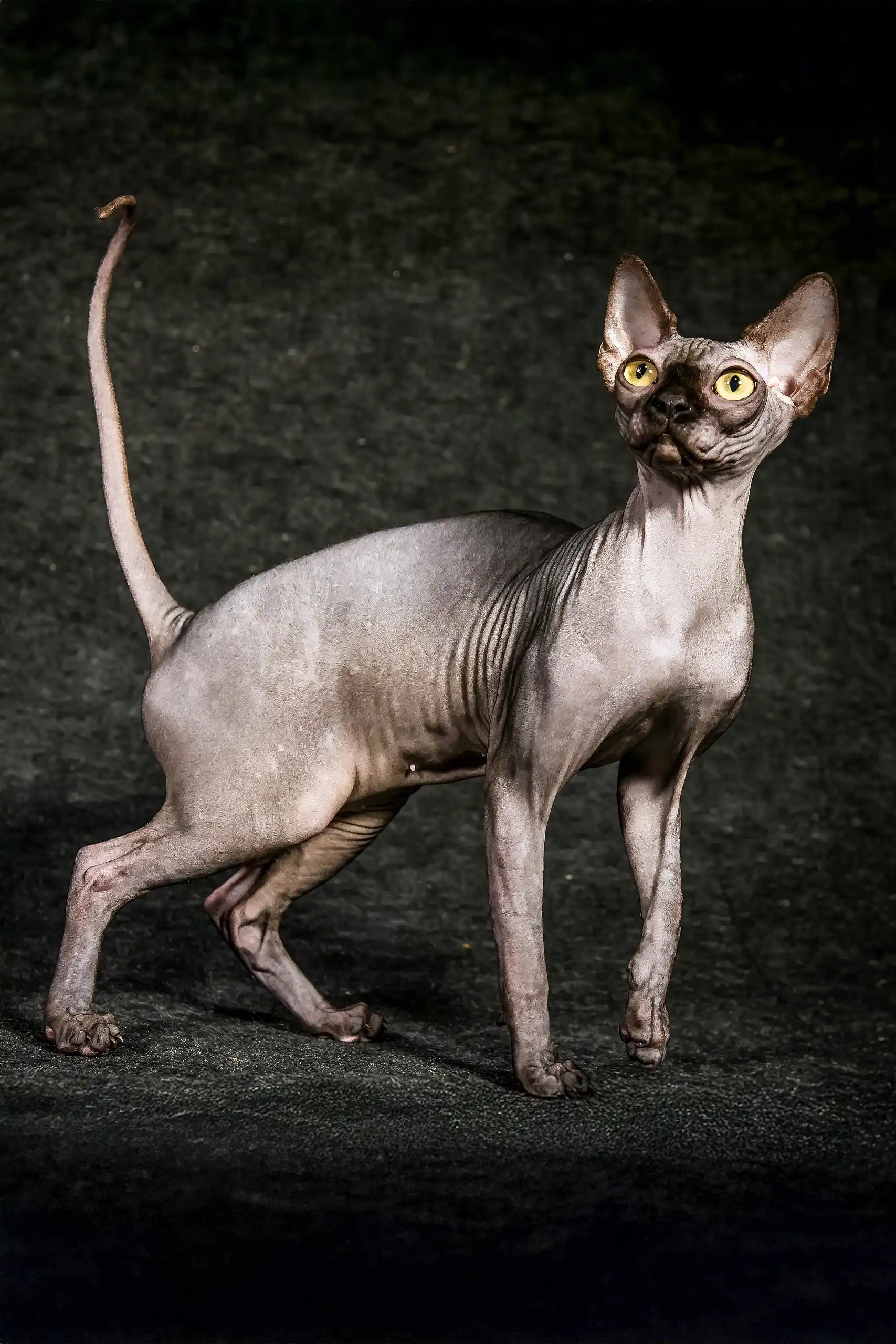 Sun: Adorable Canadian Sphynx Kitten