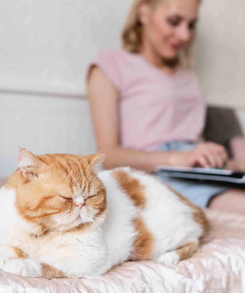 Oliver the Blue-Eyed Siberian Kitten