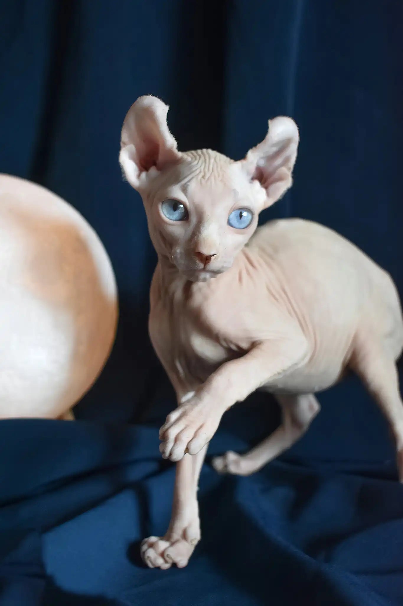 Tamila Elf Sphynx Kitten Blue-eyed Cuddle Buddy