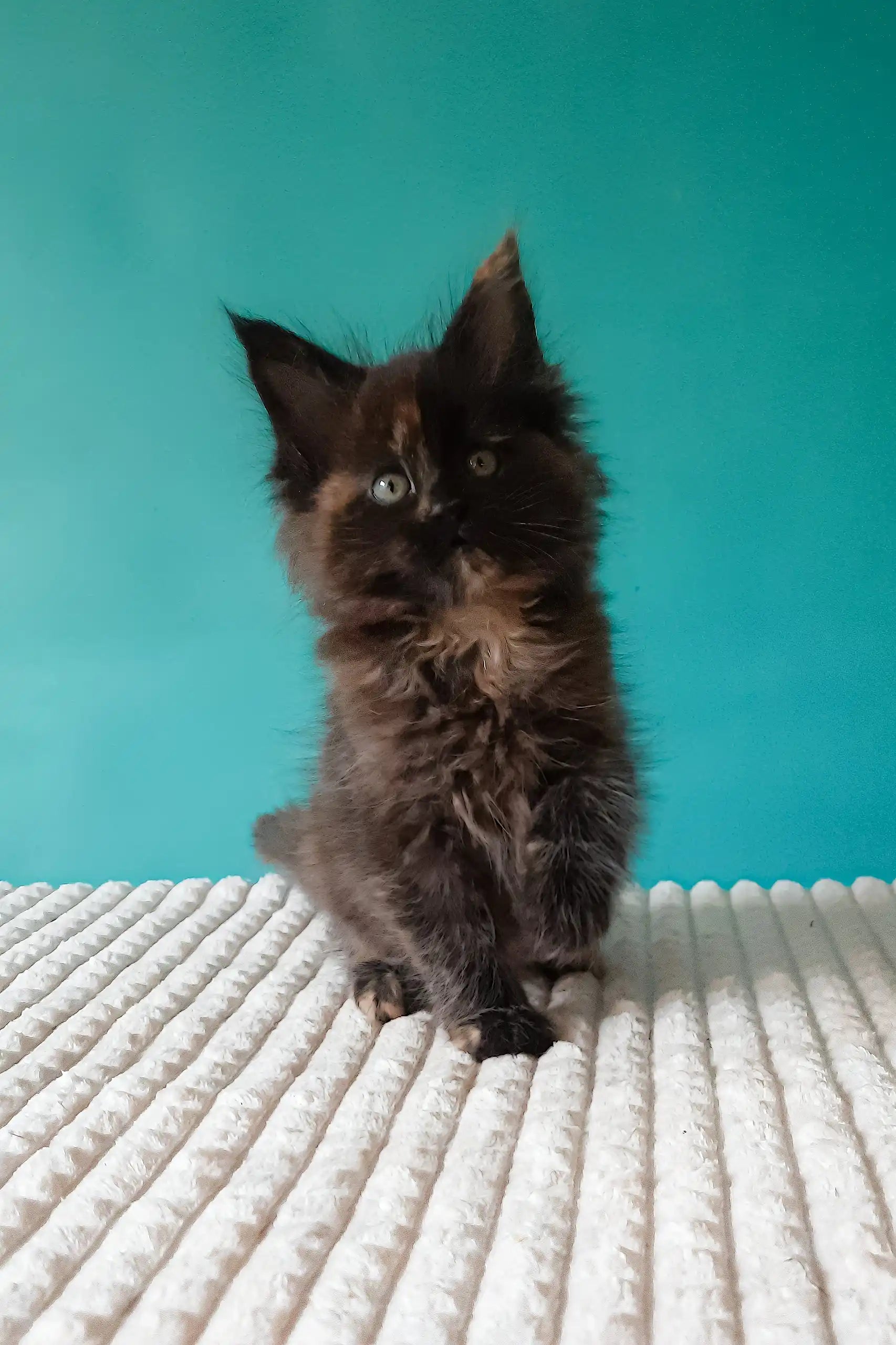 Meet Tango Adorable Maine Coon Kitten