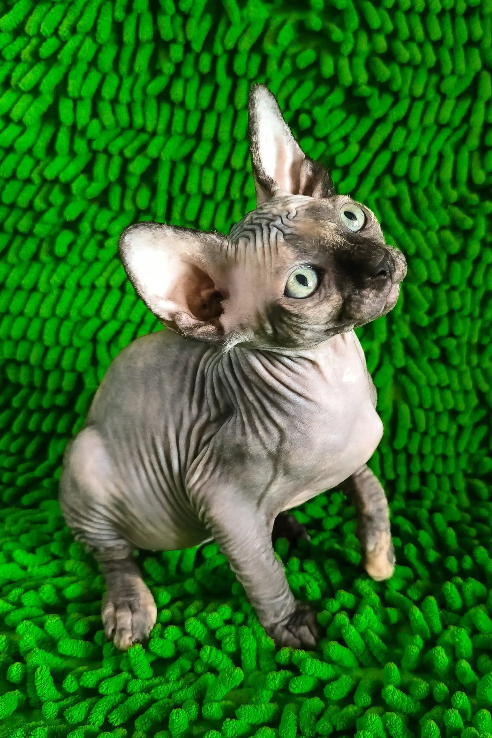 Taori Canadian Sphynx Kitten: Loyal Lovebug with Green Eyes