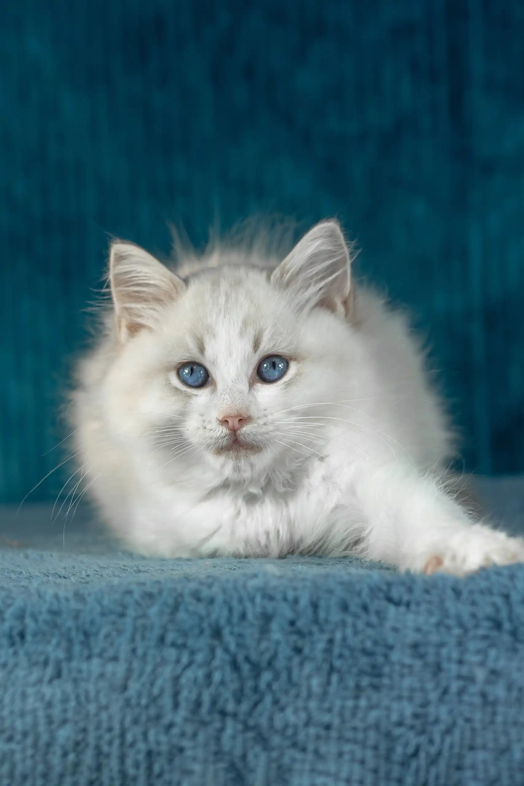 Taurus Ragdoll Kitten Stunning Blue-Eyed Beauty