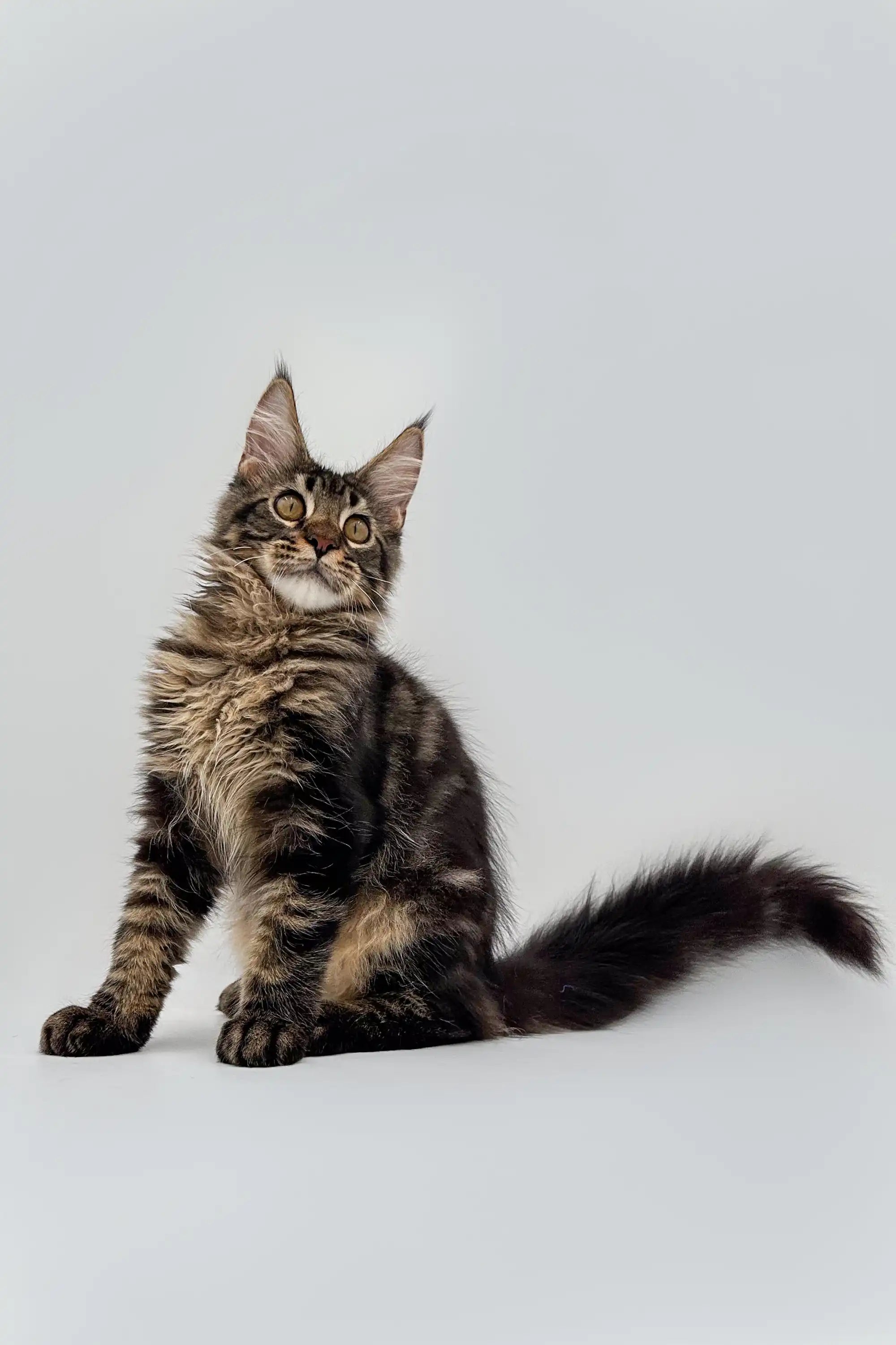 Meet Terry Adorable Maine Coon Kitten Companion