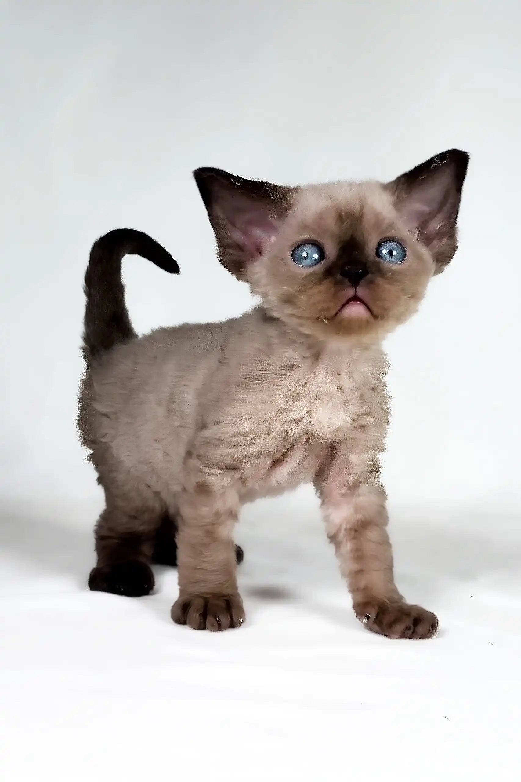 Tess Devon Rex Kitten Adorable Chocolate Cuddle Buddy