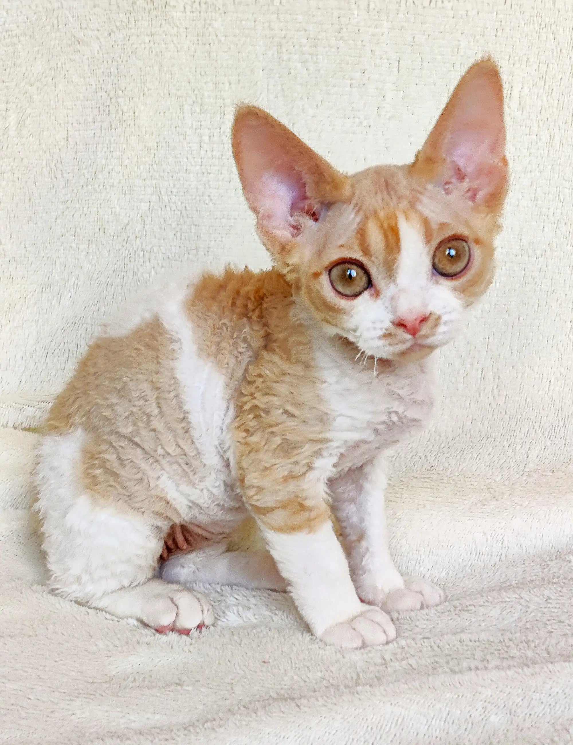 The Fascinating History and Origin of Maine Coon Cats | Purebred Kitties