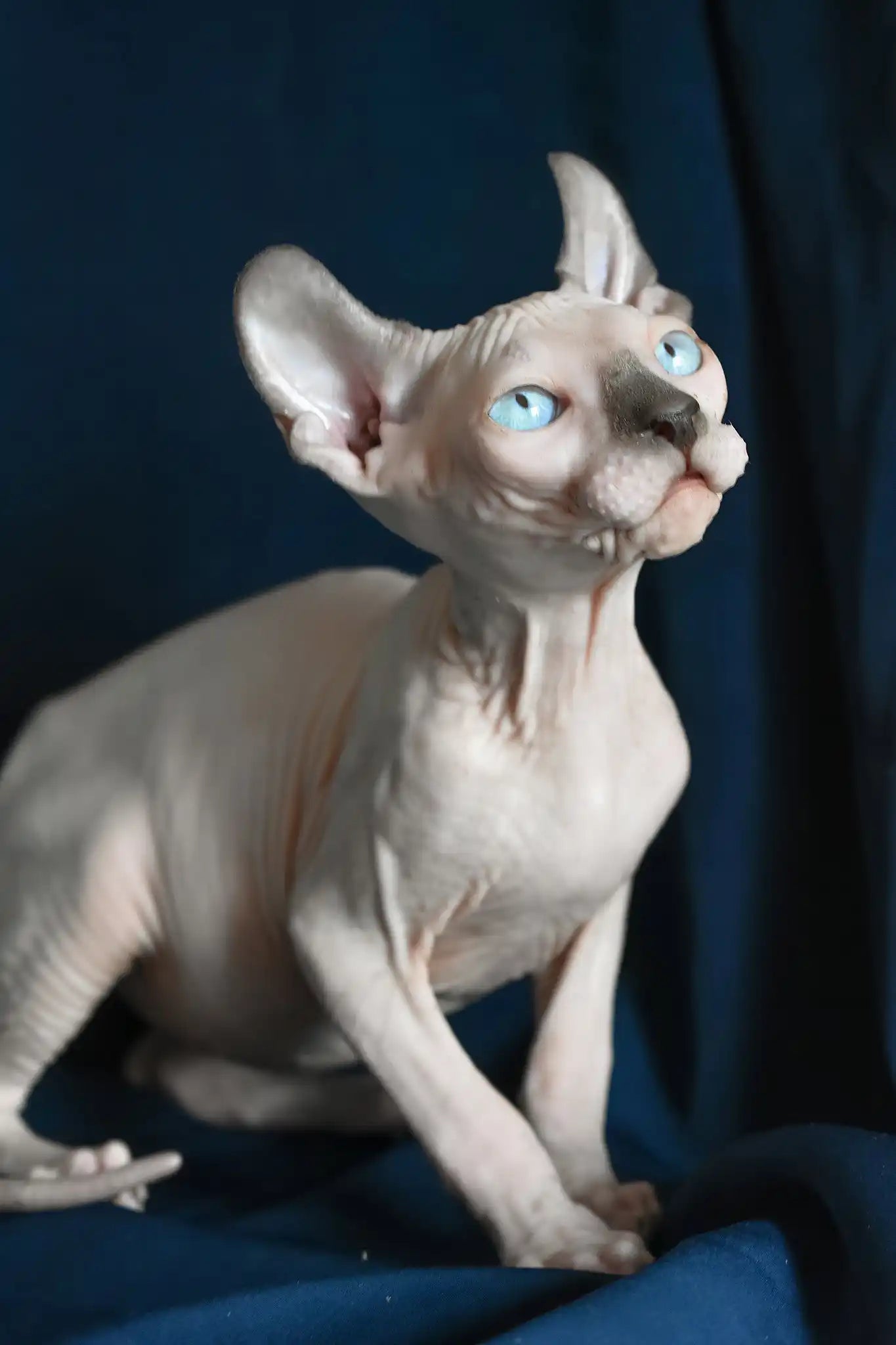 Meet Tihon the Adorable Elf Sphynx Kitten