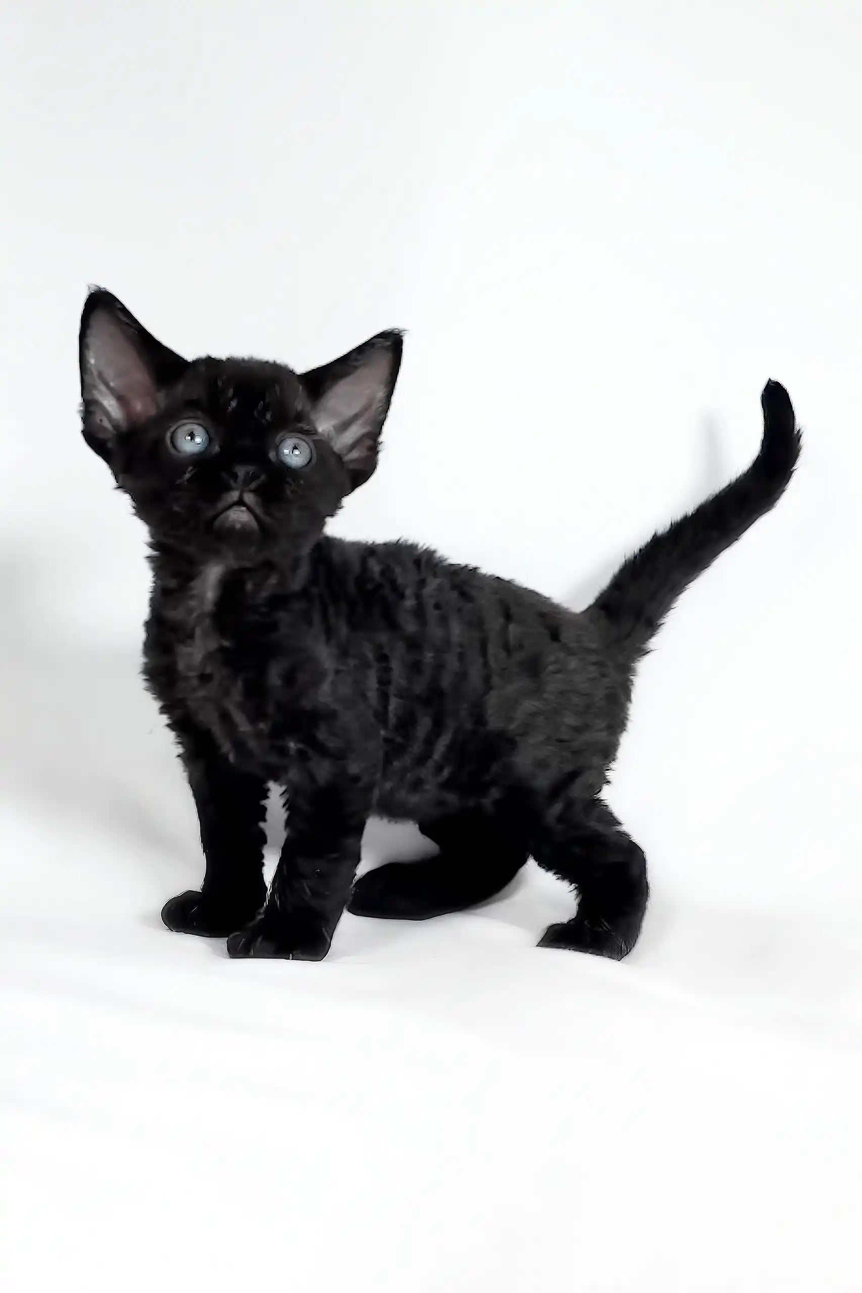 Trinity Devon Rex Kitten: Velvet Black Cuddle Buddy