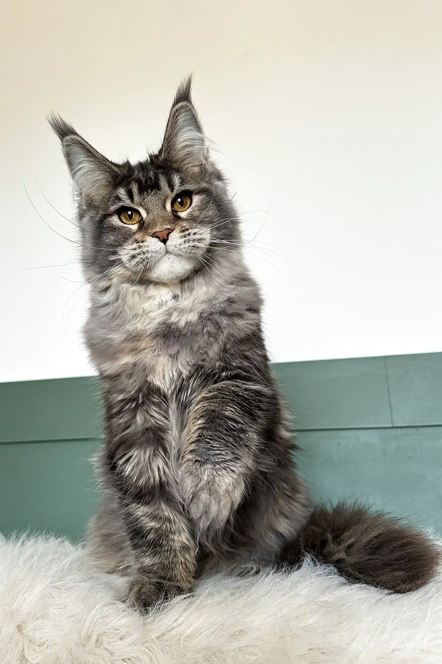 Trinity the Stunning Gray Tabby Maine Coon Kitten