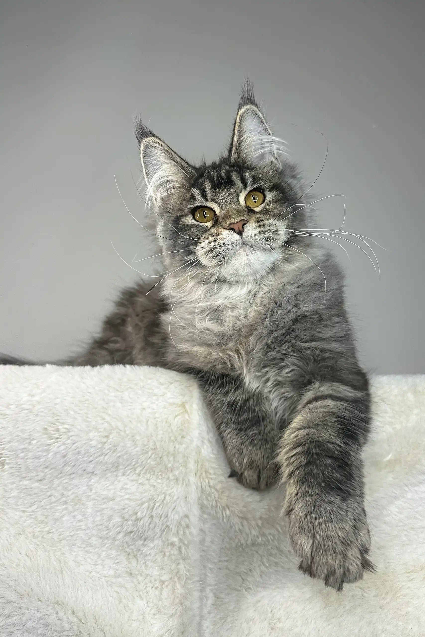 Trinity the Stunning Gray Tabby Maine Coon Kitten
