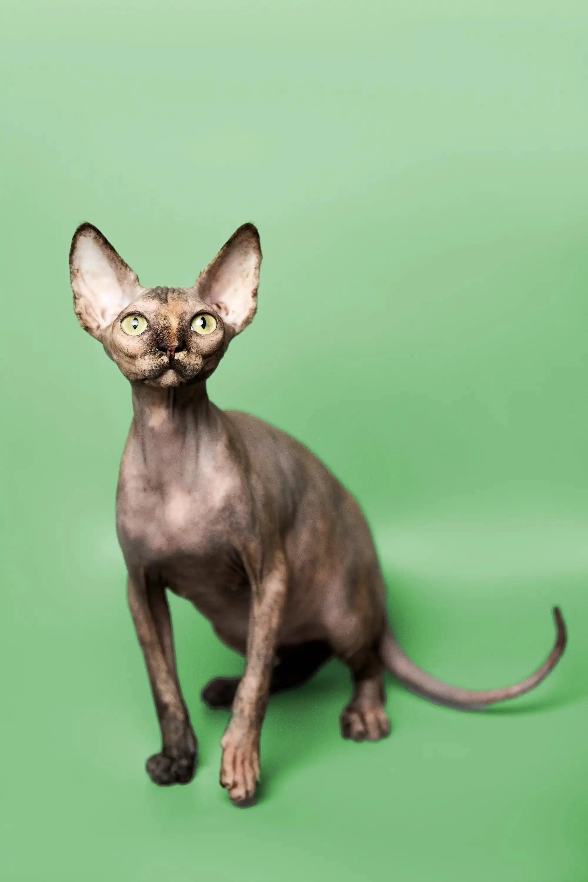 Meet Trinity the Loving Sphynx Kitten