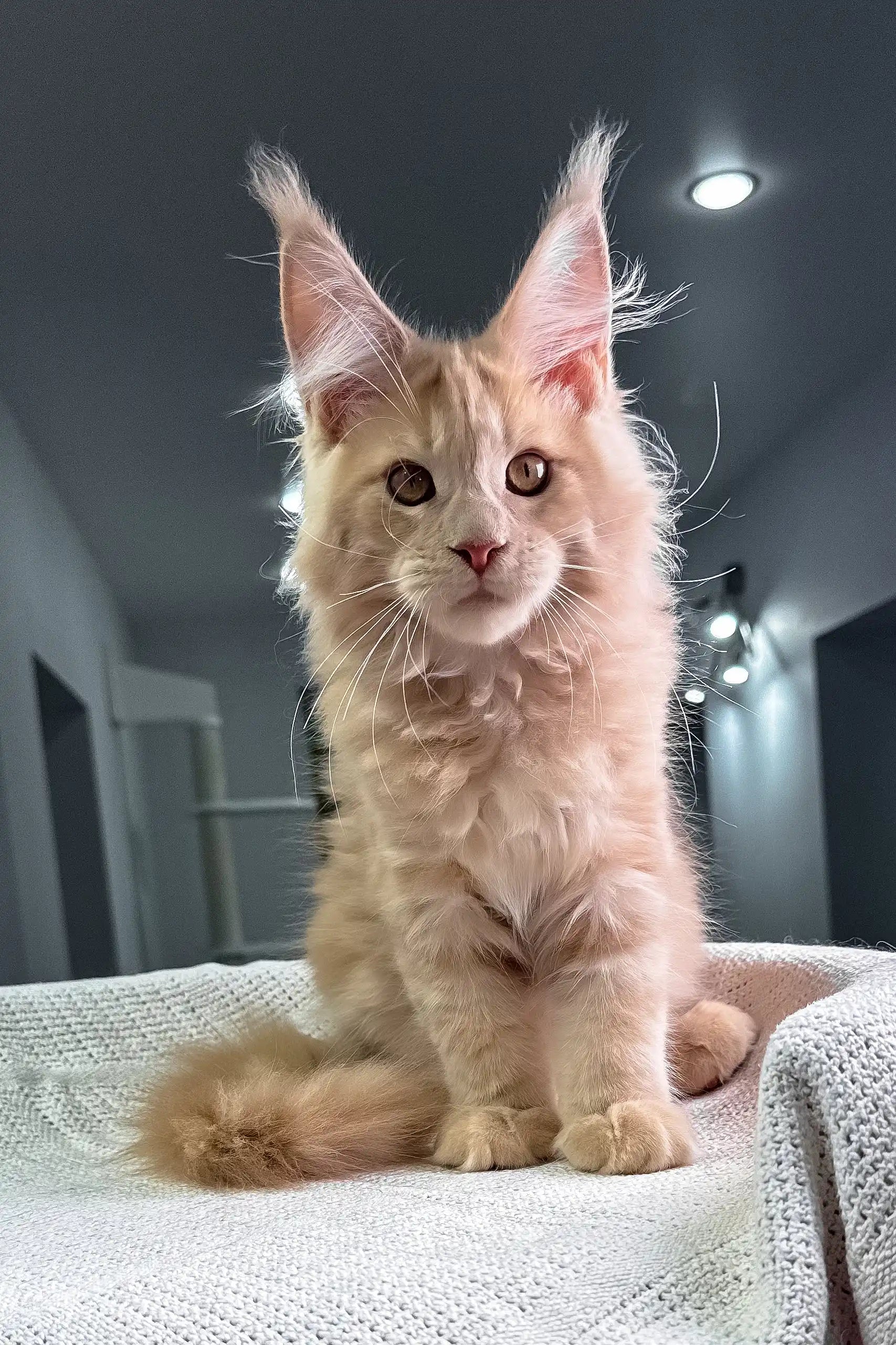 Meet United the Maine Coon Kitten Cream Beauty