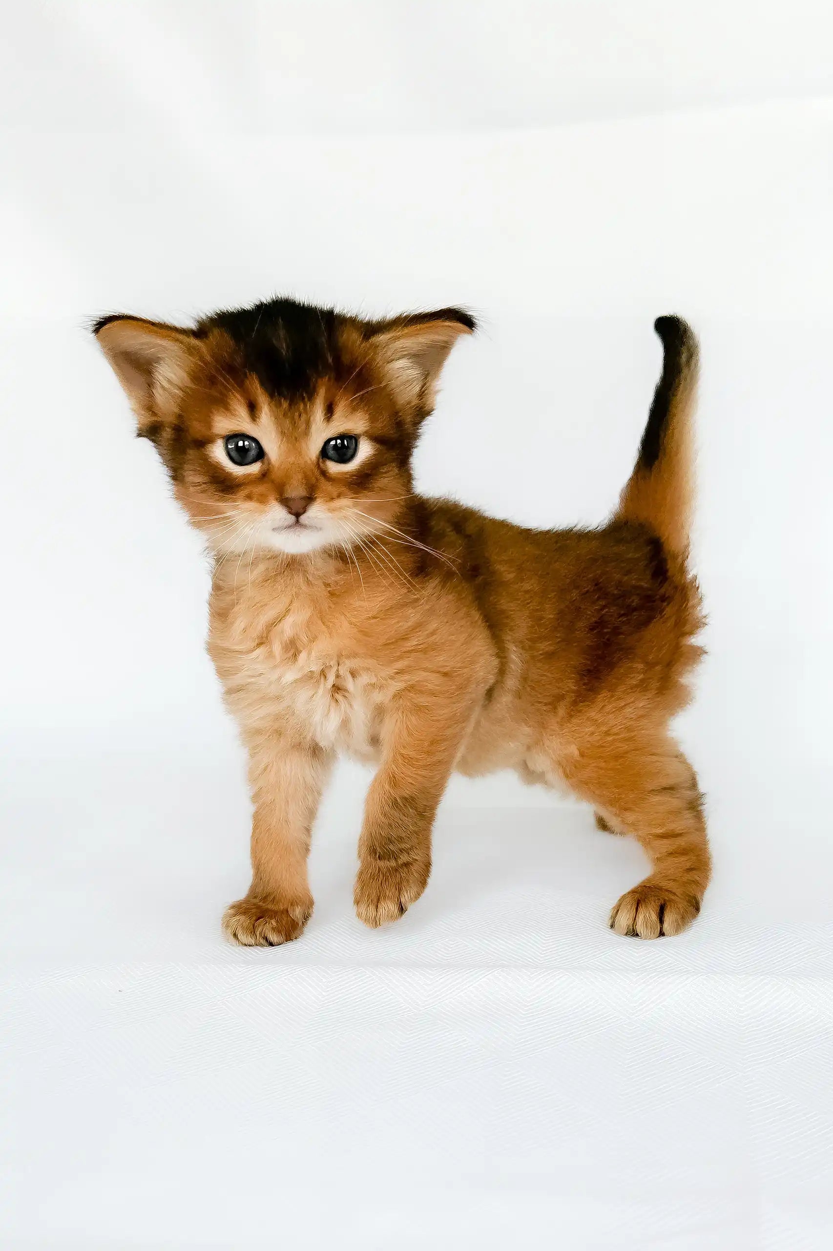Meet Urgent: Cute Somali Kitten with Big Yellow Eyes