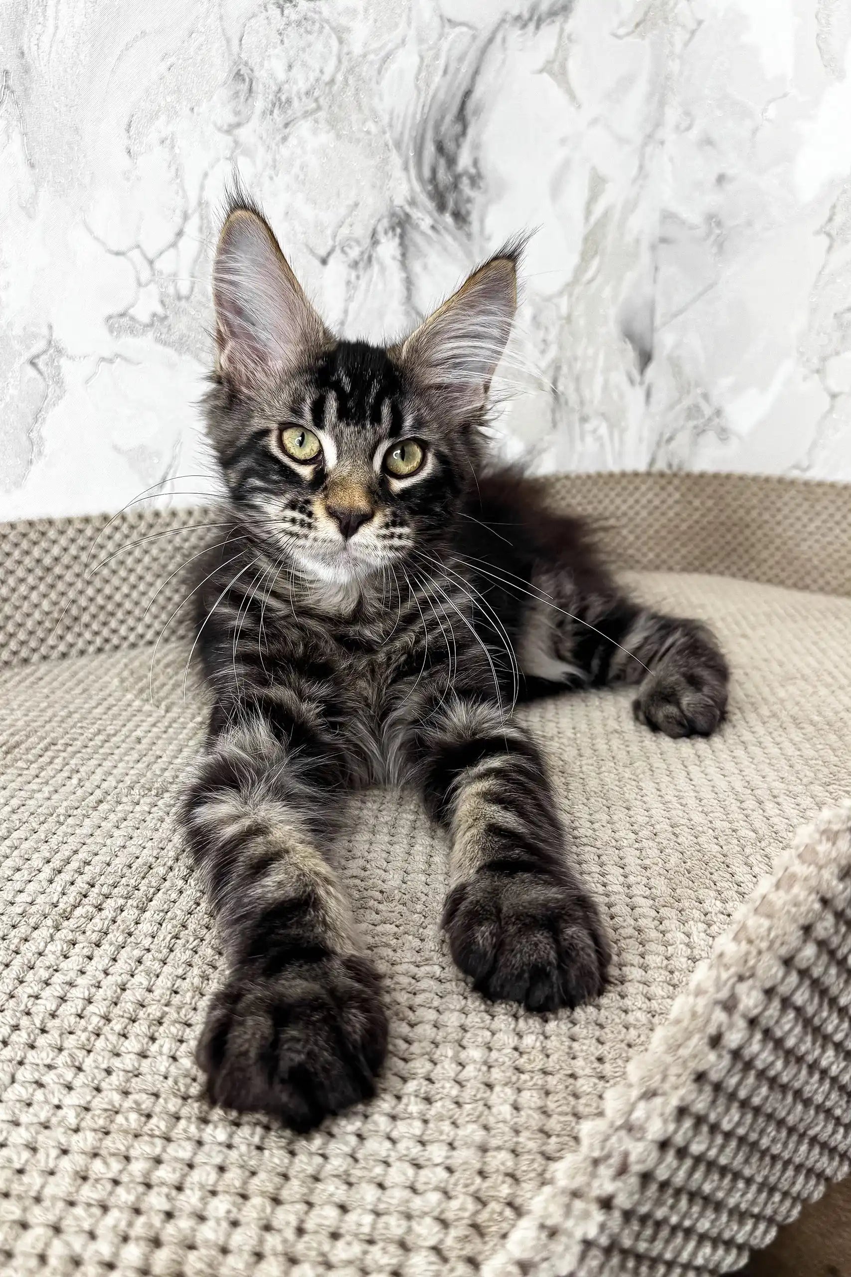 Cuddle with Urus Adorable Maine Coon Kitten