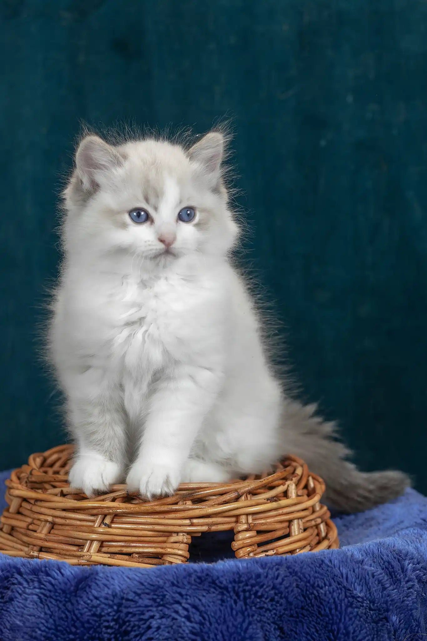 Fall in Love with Vanessa the Ragdoll Kitten