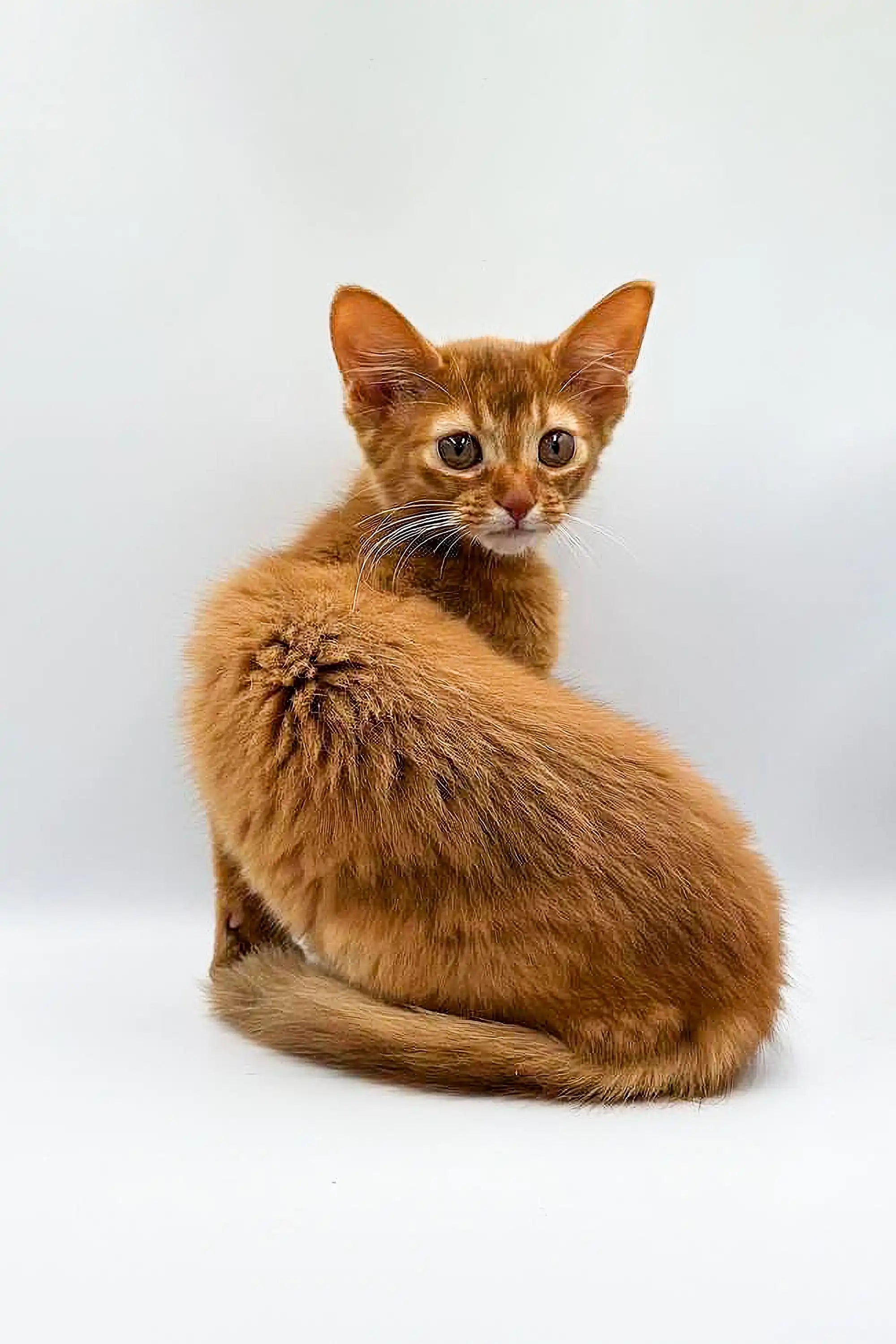Find your Adorable Somali Kitten - Victory – Purebred Kitties
