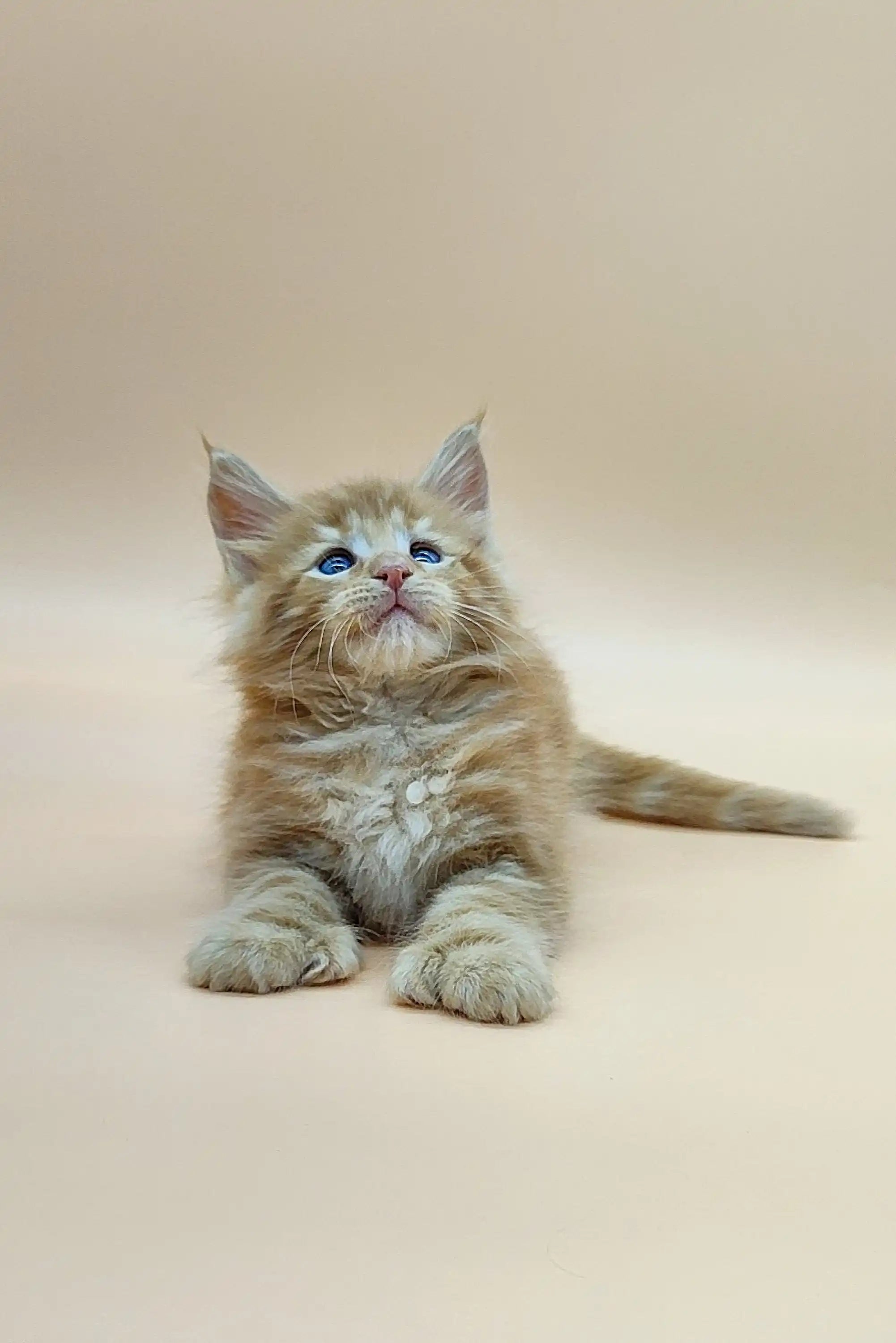 Adopt your Polydactyl Maine Coon Kitten Today – Purebred Kitties