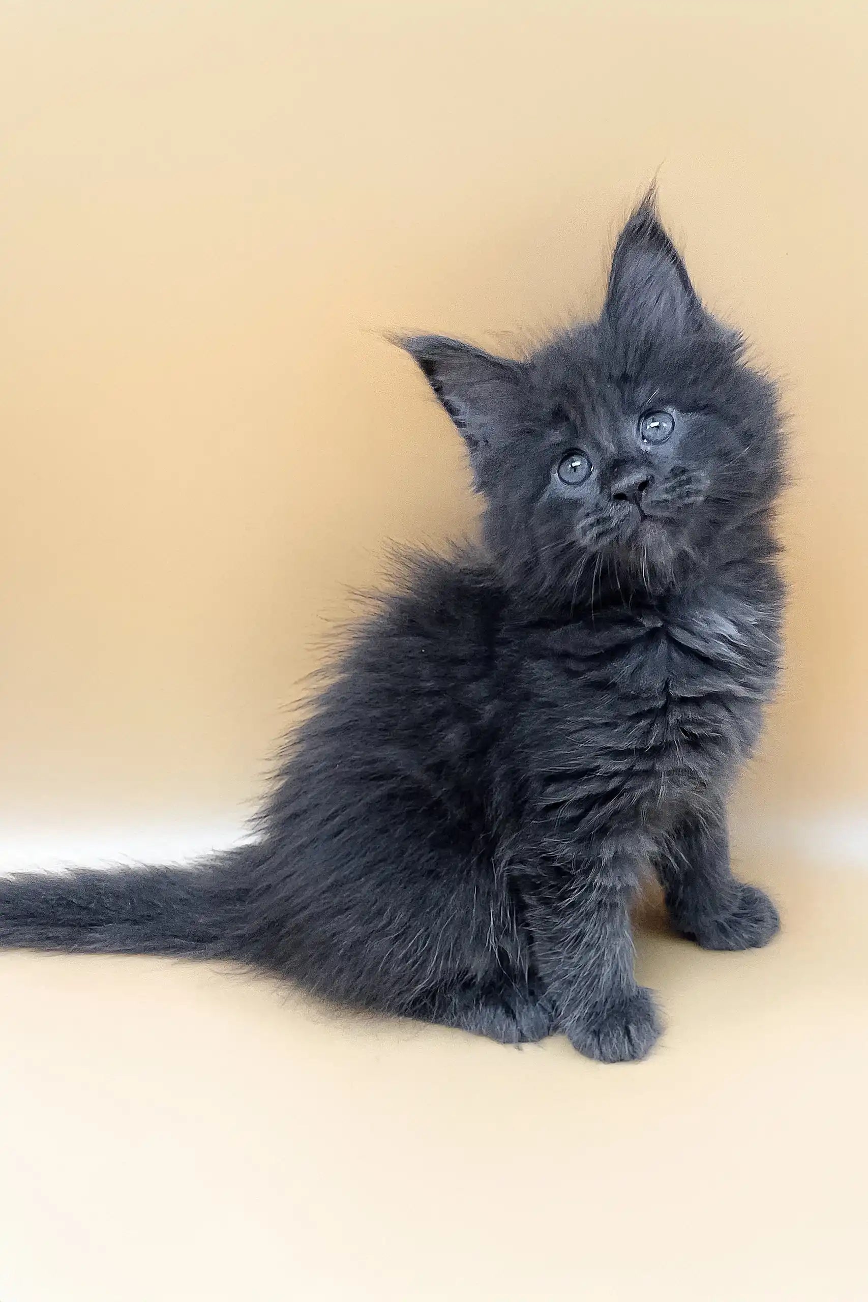 Meet Viva the Loving Blue Smoke Maine Coon Kitten