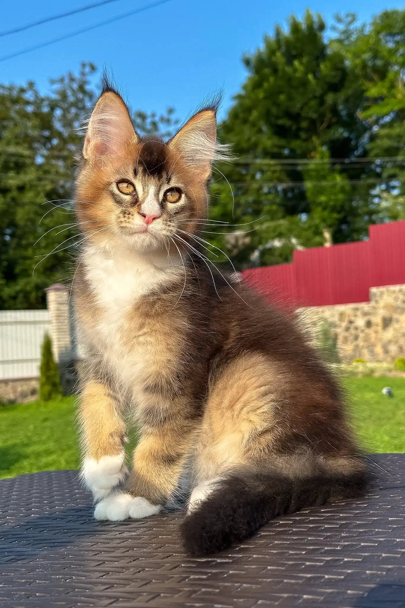 Meet Vivaldi Sweet Golden Maine Coon Kitten