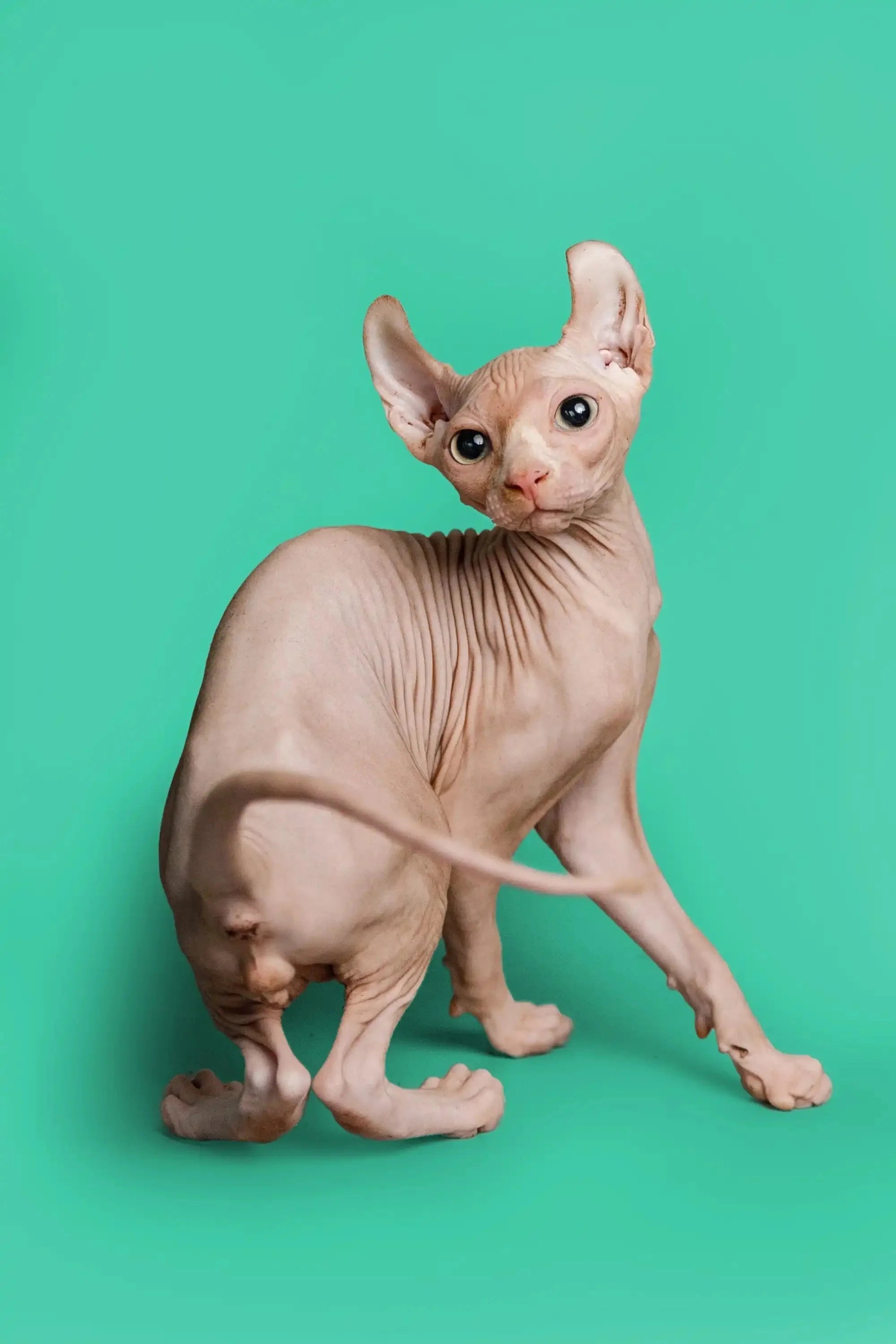 Wally Elf Kitten Unique Playful Sphynx with a Twist