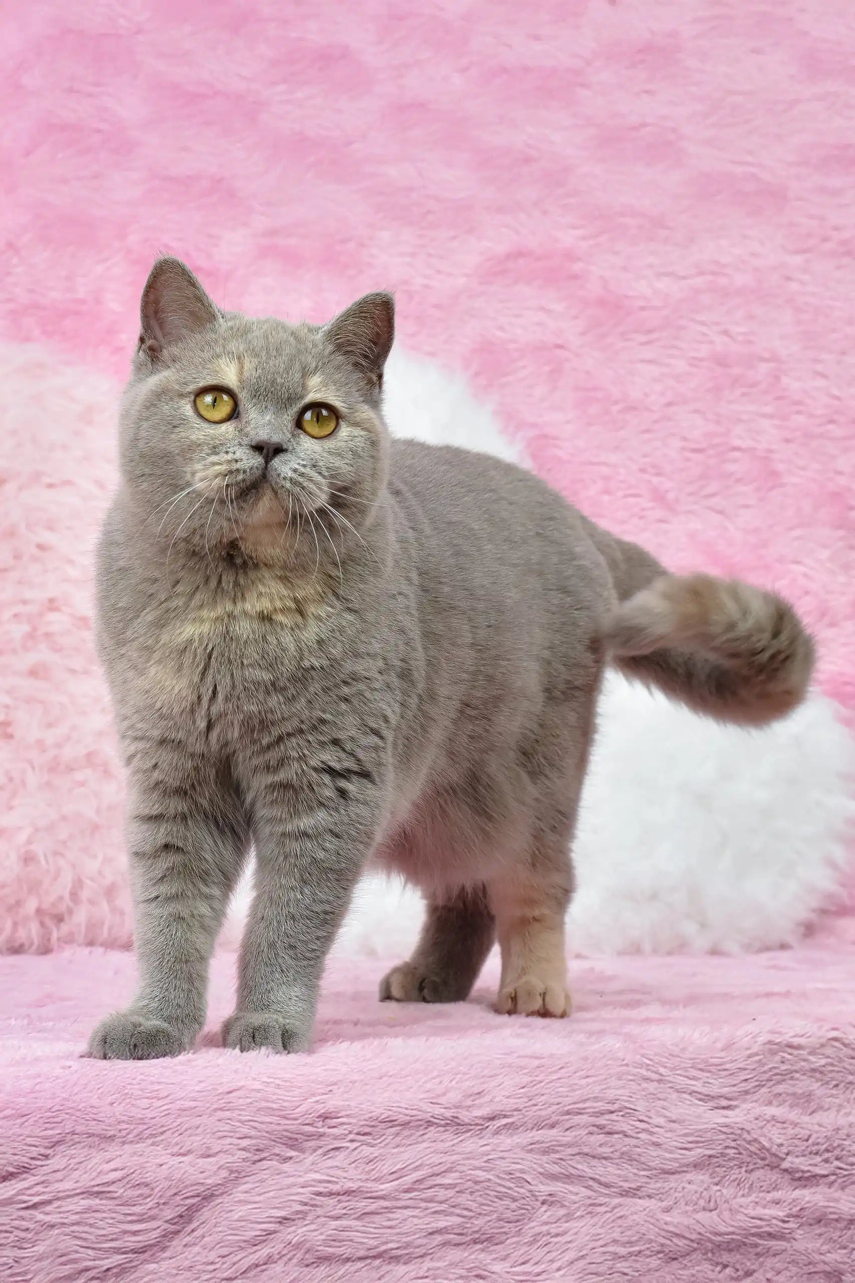 Adopt Wendy, the Lilac Beauty British Shorthair