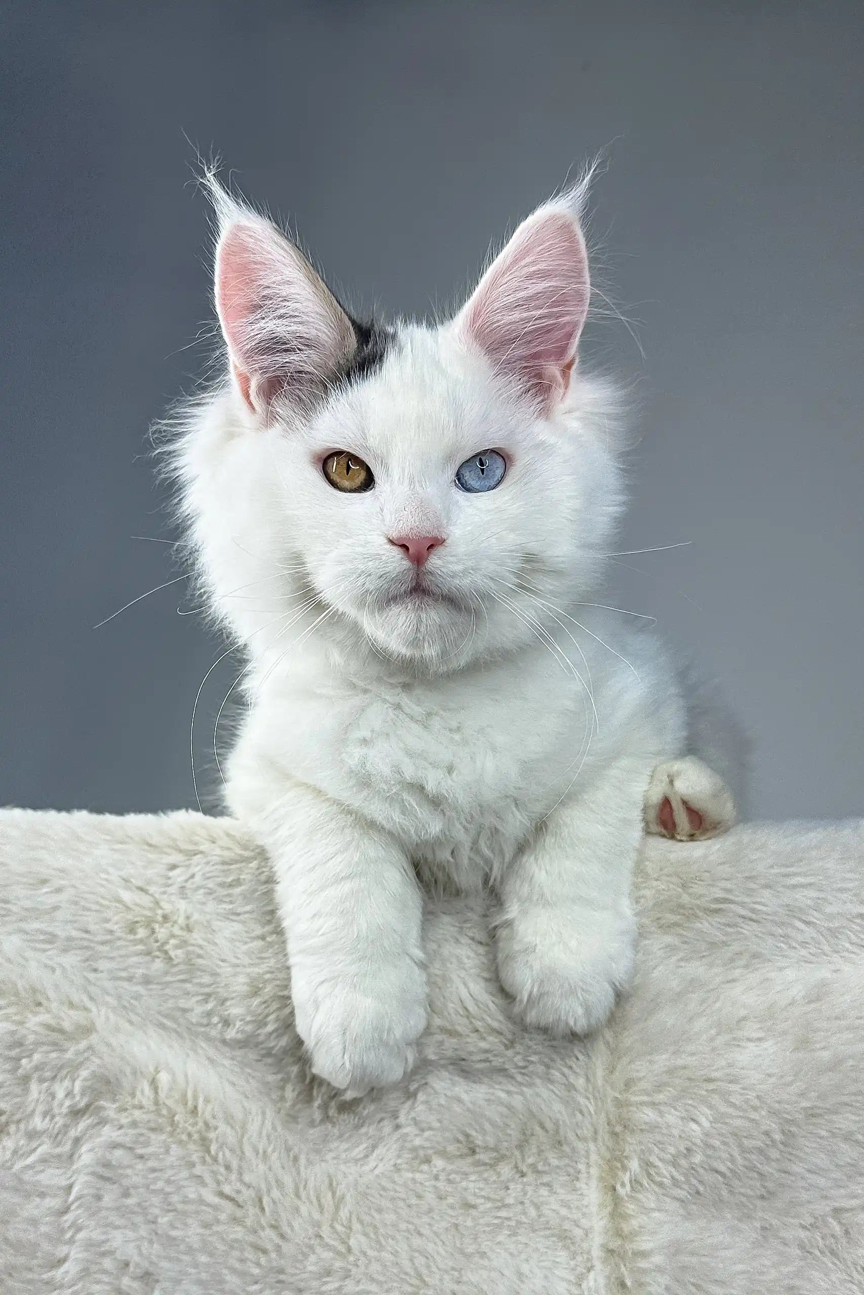 White Cloud: Enchanting Maine Coon Kitten
