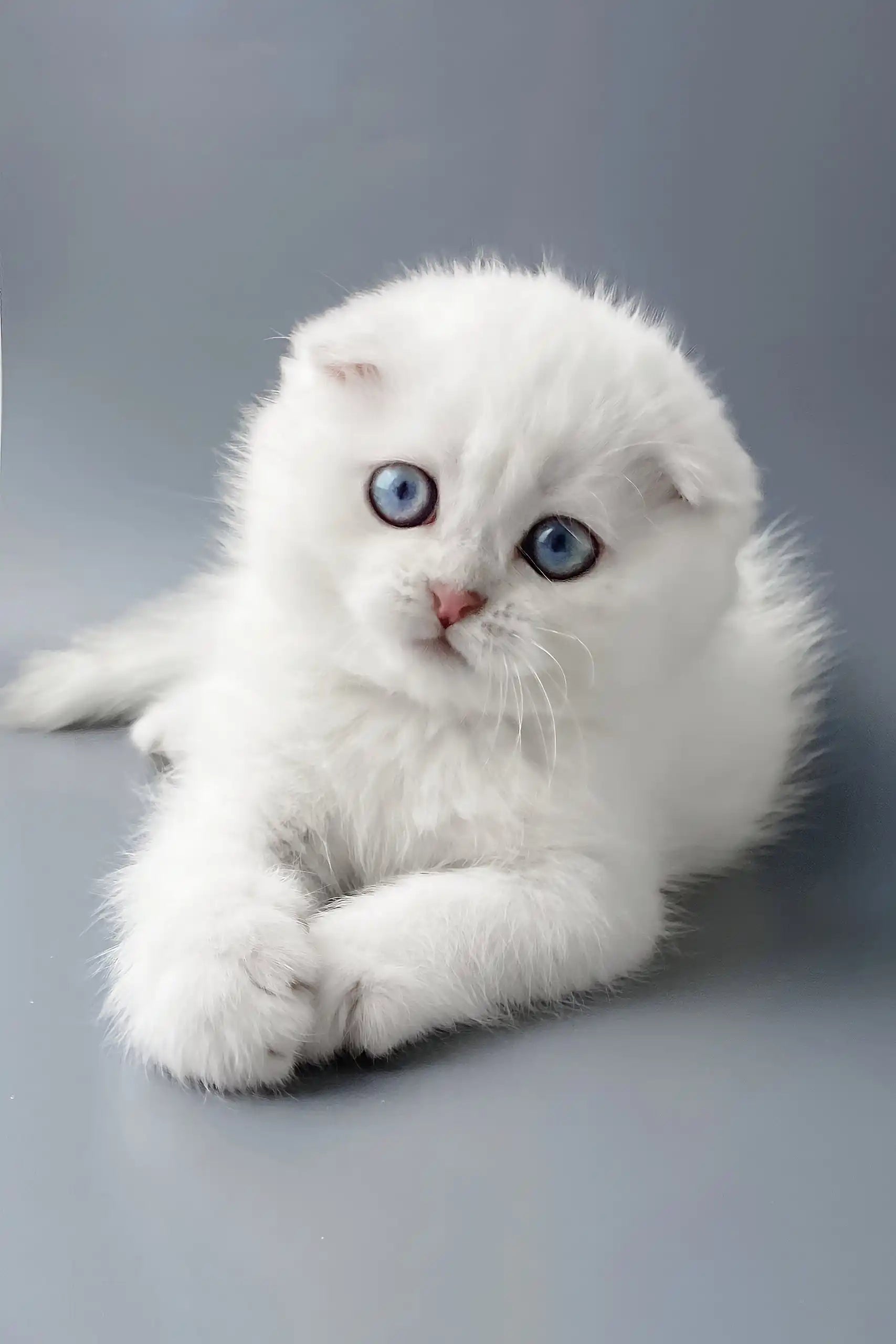 Meet Wilson: The Irresistibly Adorable Scottish Fold Kitten to Adopt!