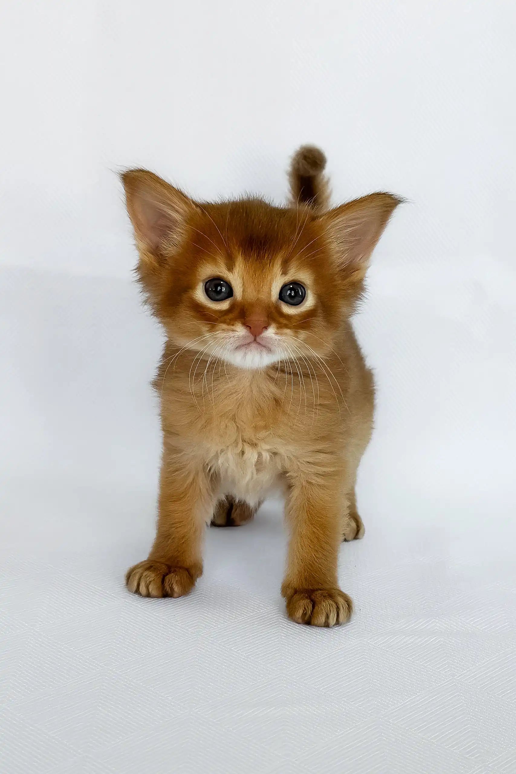 Adopt Wilson the Charming Somali Kitten Today