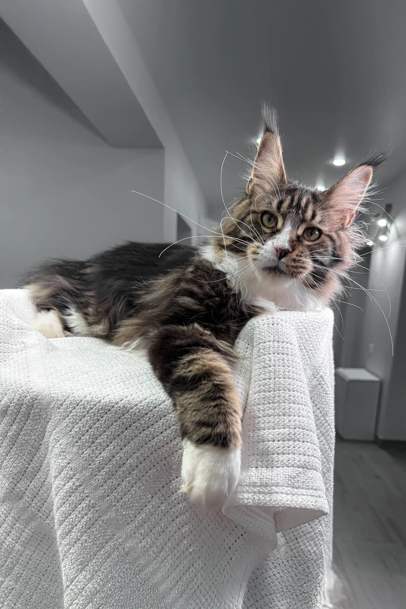 Xanter the Adorable Maine Coon Kitten