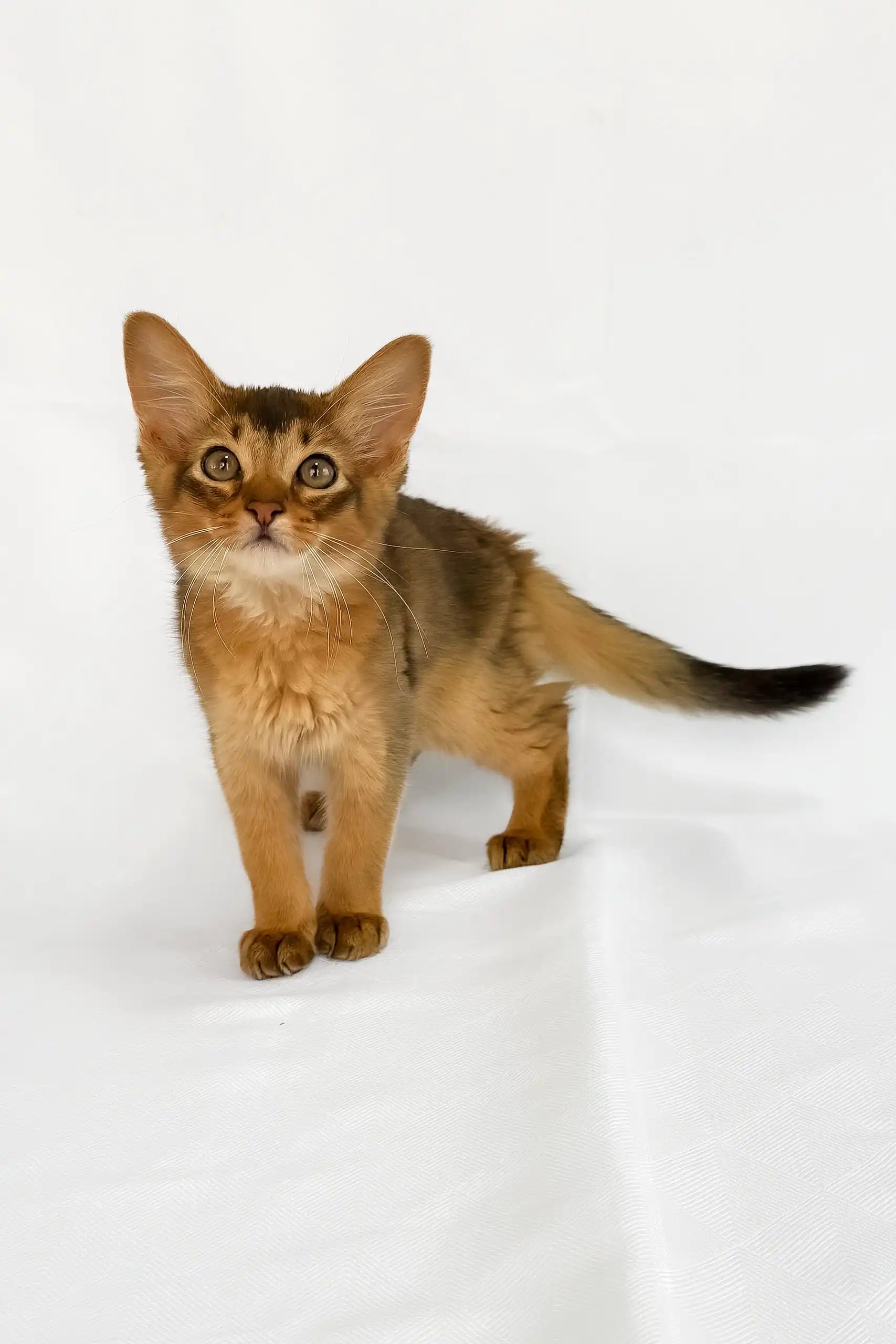 Meet Xavier Fluffy Ruddy Somali Kitten with Yellow Eyes