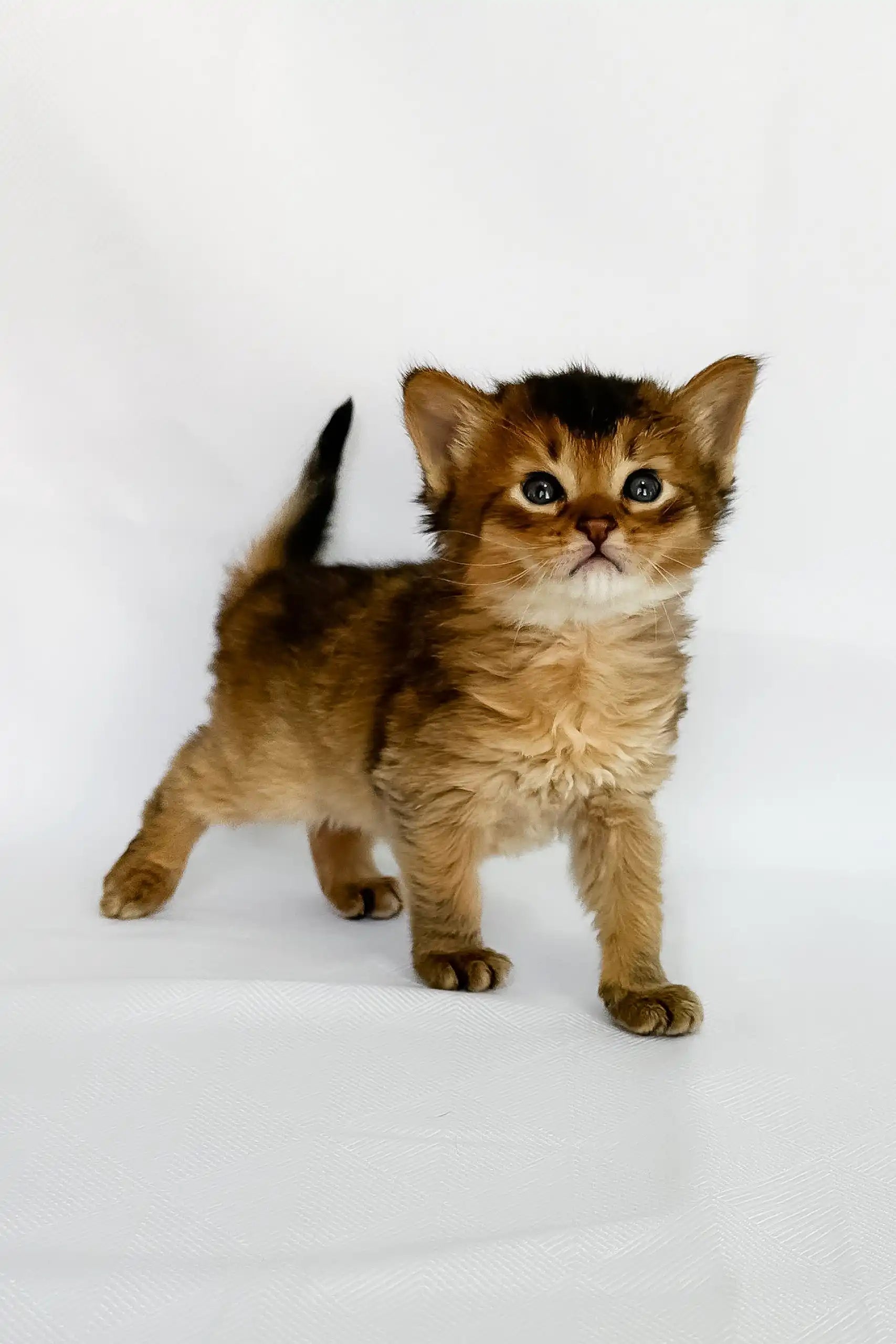 Meet Xavier Fluffy Ruddy Somali Kitten with Yellow Eyes