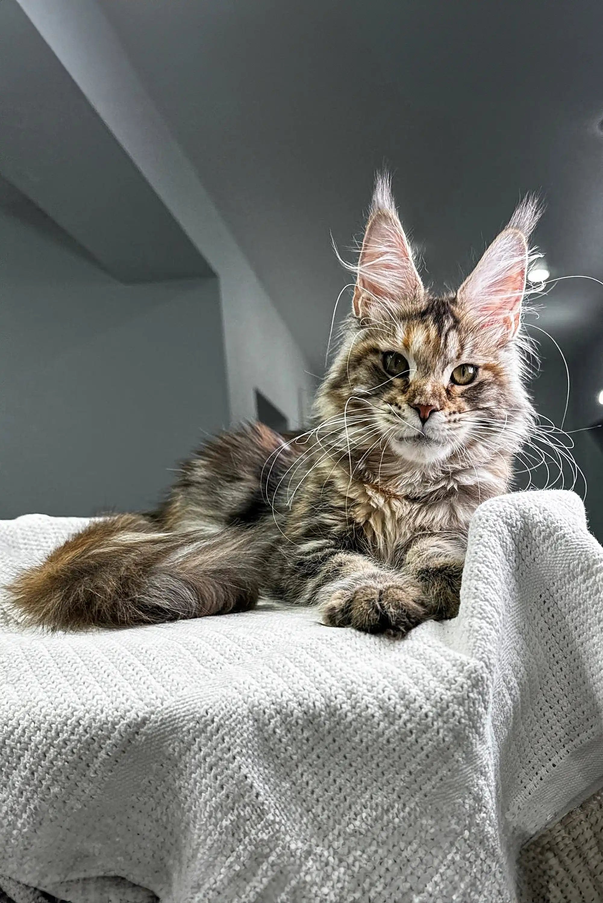 Xu-xu Maine Coon Kitten with Golden Eyes