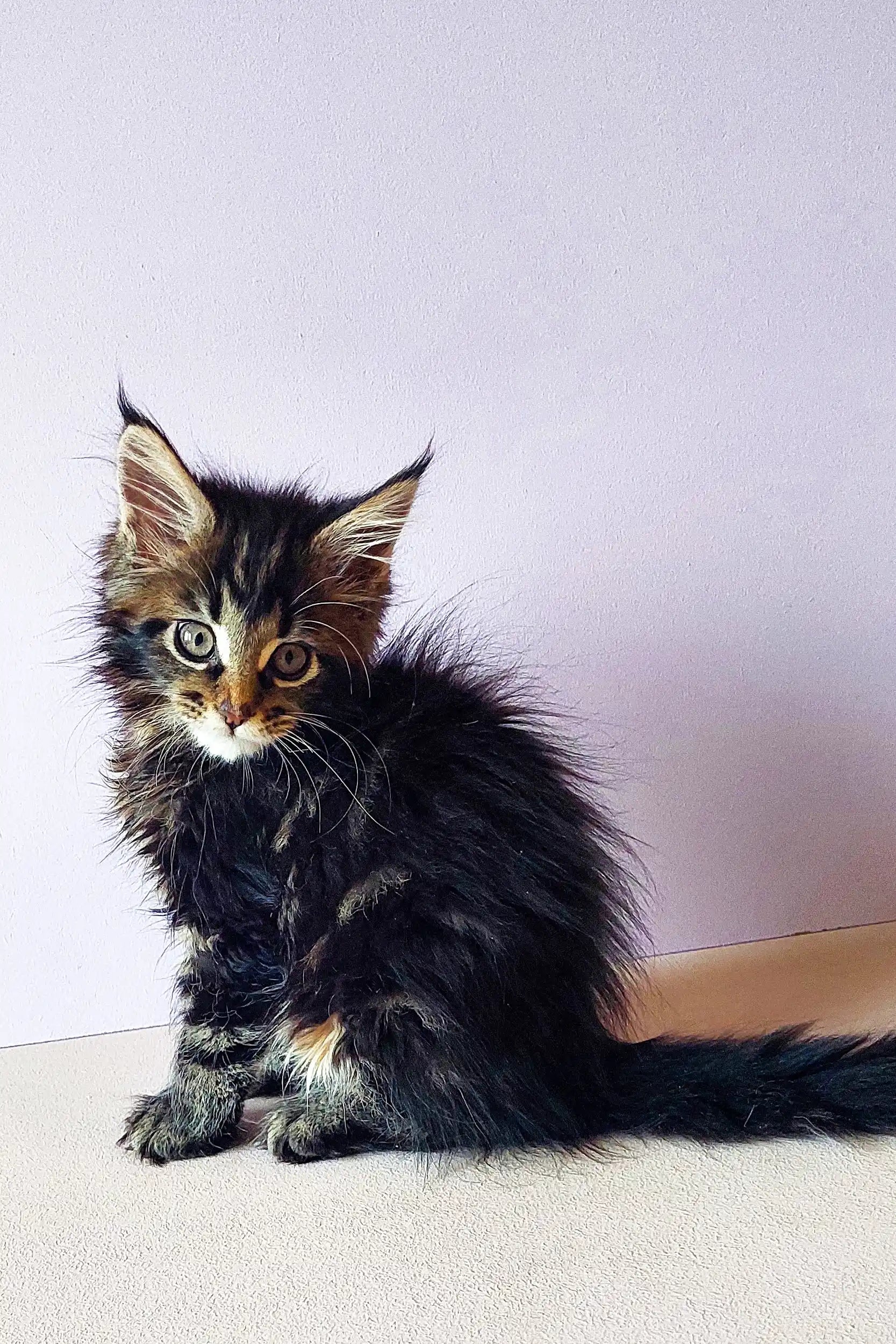 Meet Yaris Majestic Maine Coon with Tiger Stripes