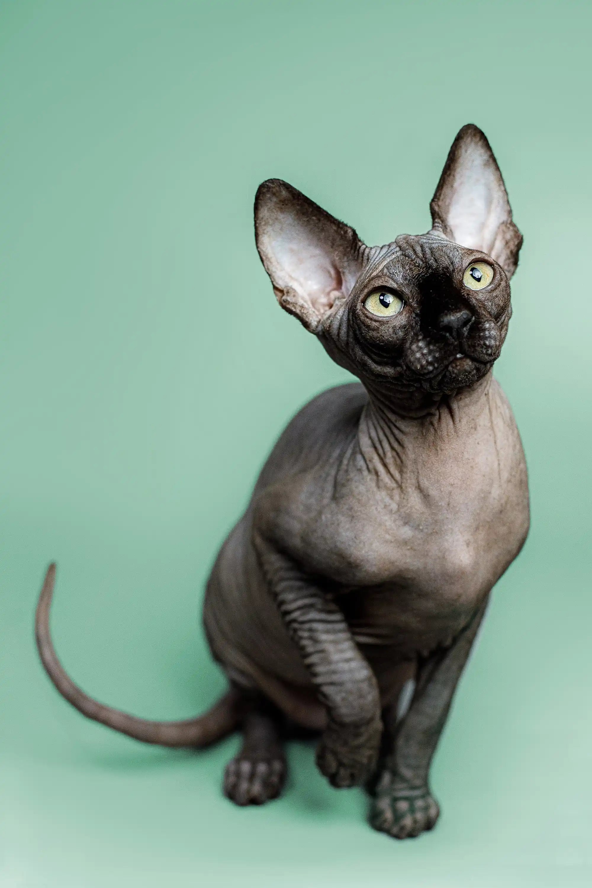 Zephyr Sphynx Kitten Playful Loving Companion