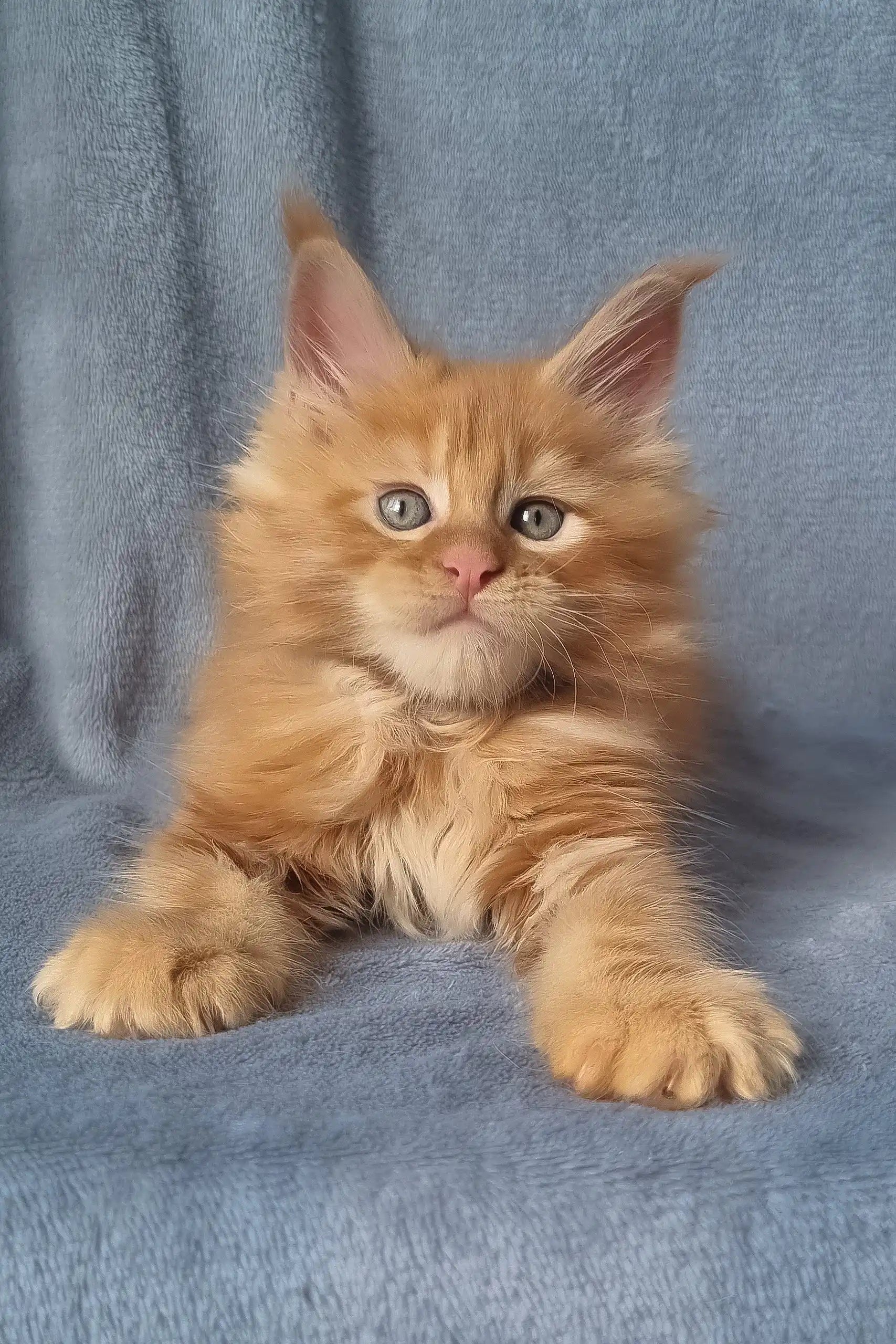 Zeus Maine Coon Kitten Fluffy and Unique