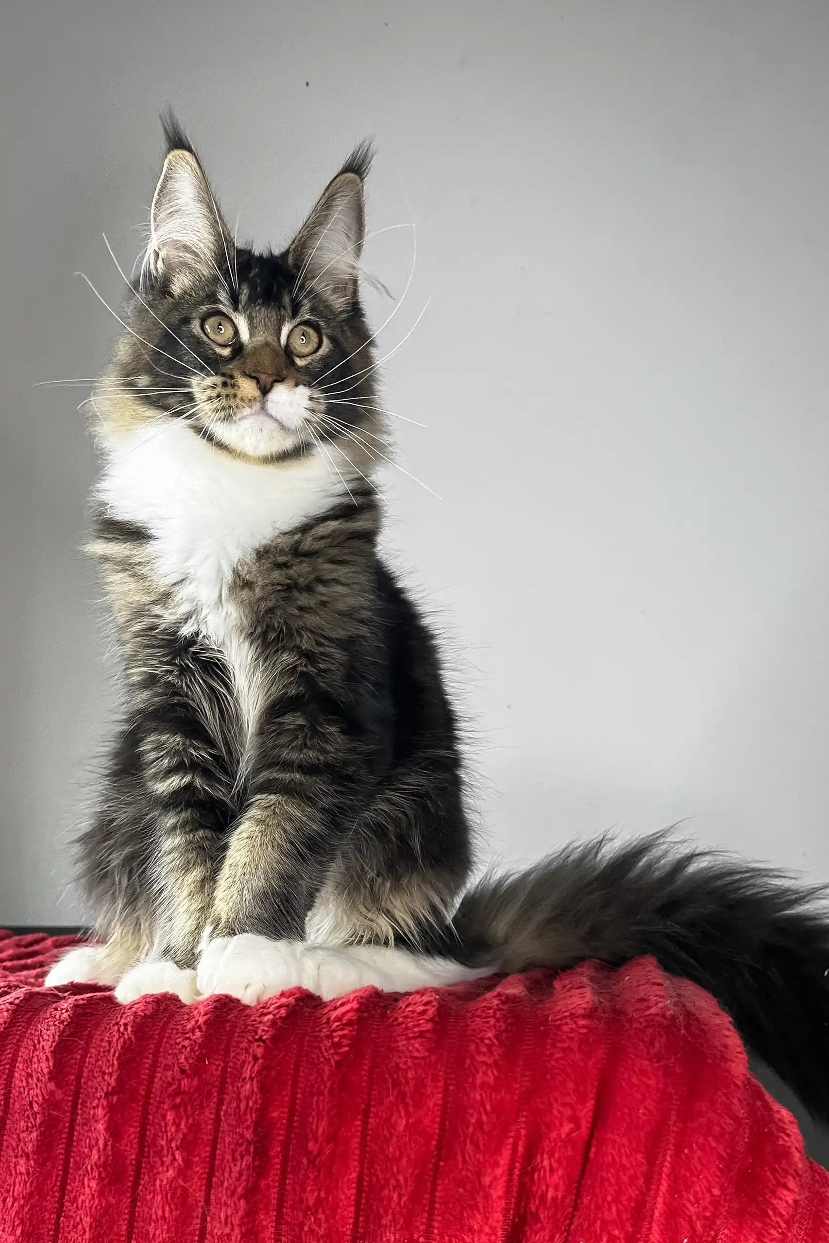 Zoom: The Irresistibly Charming Maine Coon Kitten