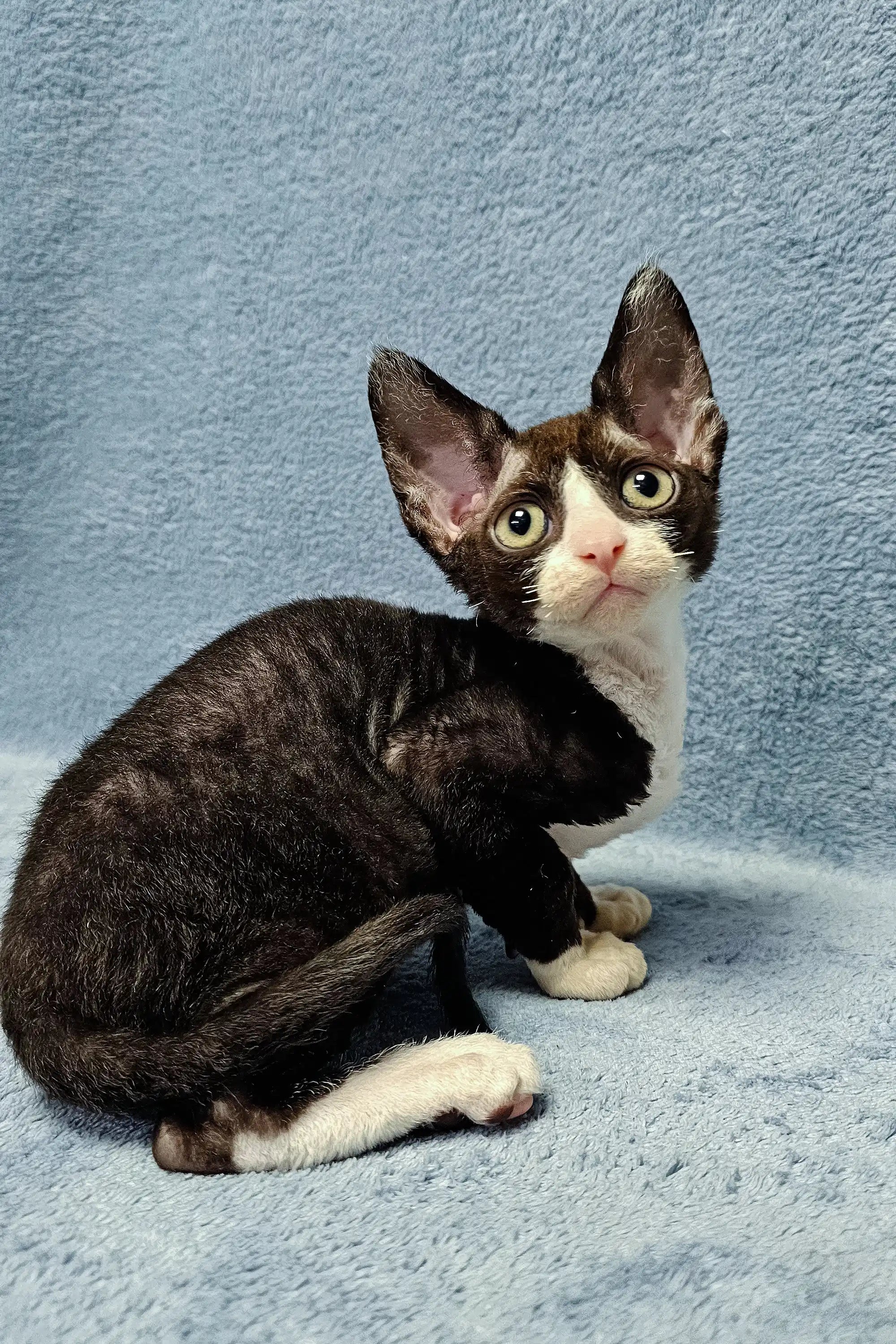 Zorro Devon Rex Kitten Loving Tuxedo Beauty
