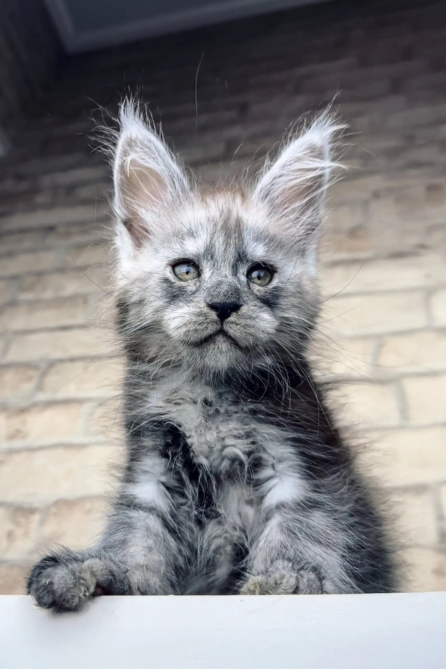 Meet Zorro Sweet Maine Coon Kitten with Blue Eyes